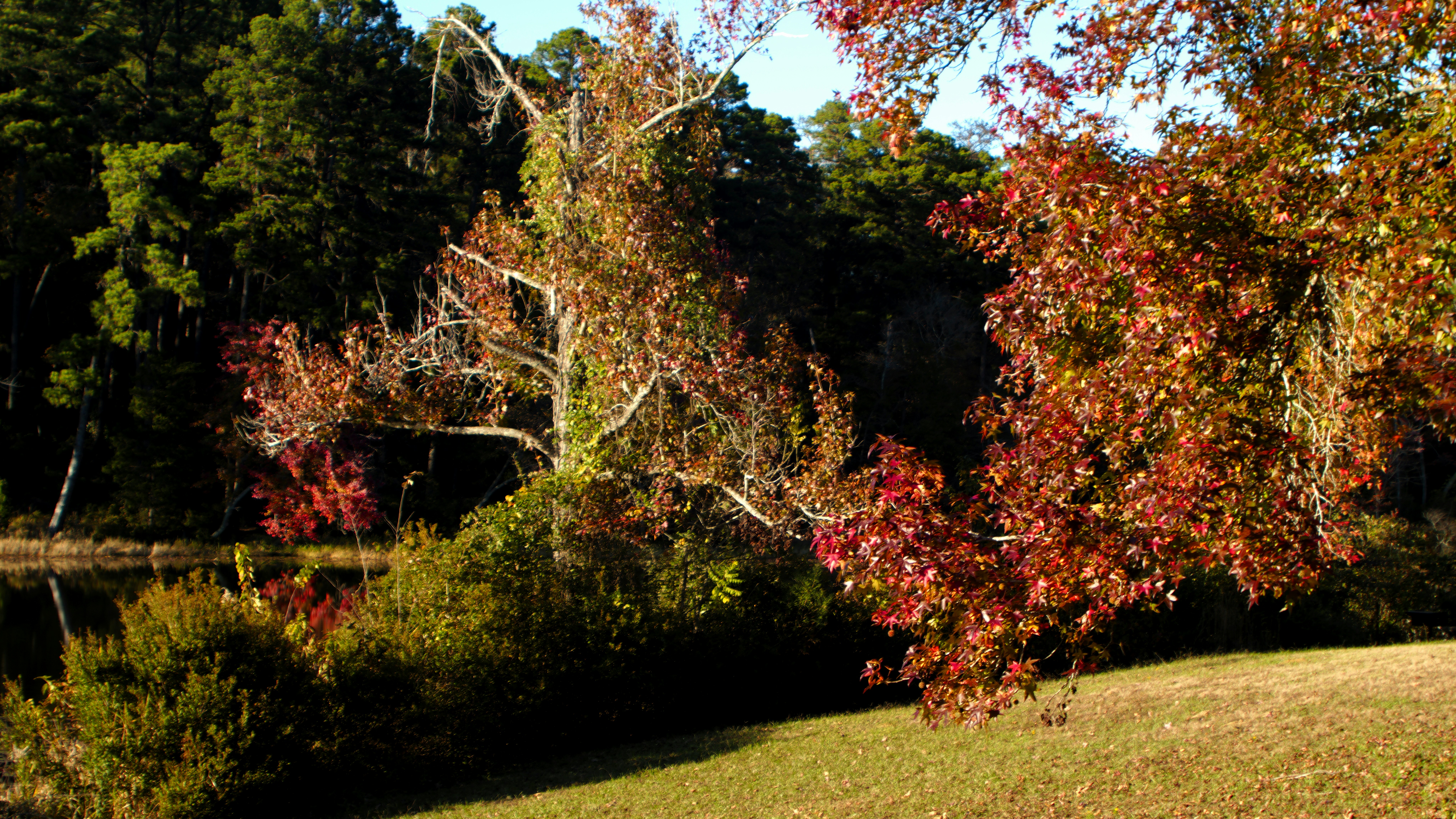 Autumn Crest by the Lake