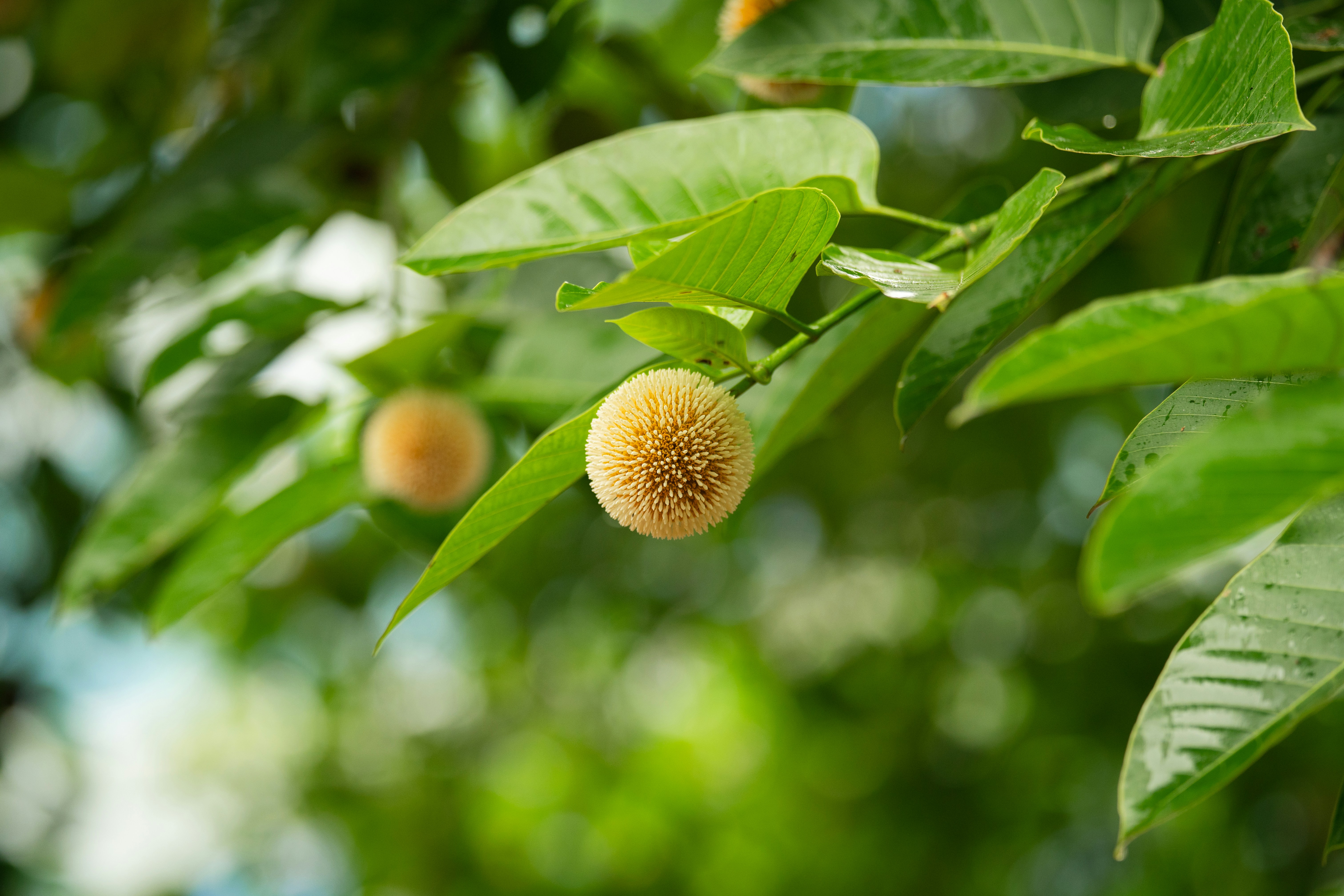 Close-up of a spherical, fuzzy fruit on a branch with glossy green leaves; the background is blurred to emphasize the fruit.