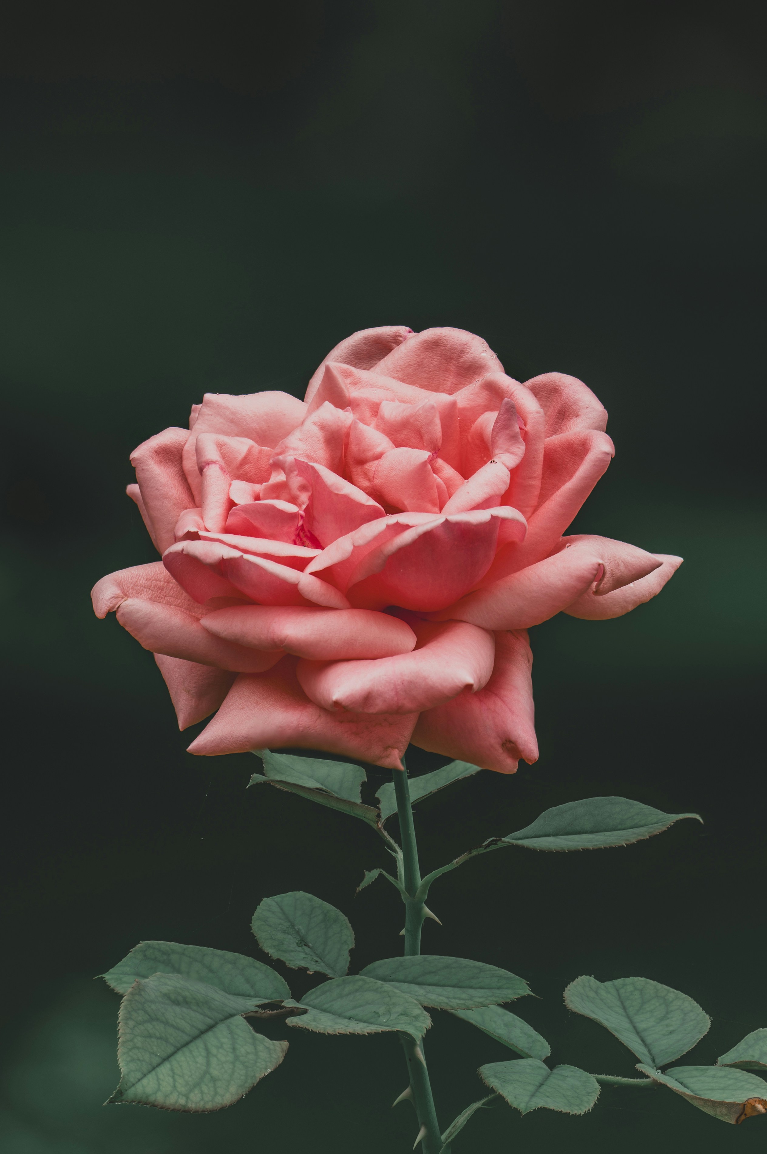 Pink Rose in Focus: A Quiet Moment of Garden Depth