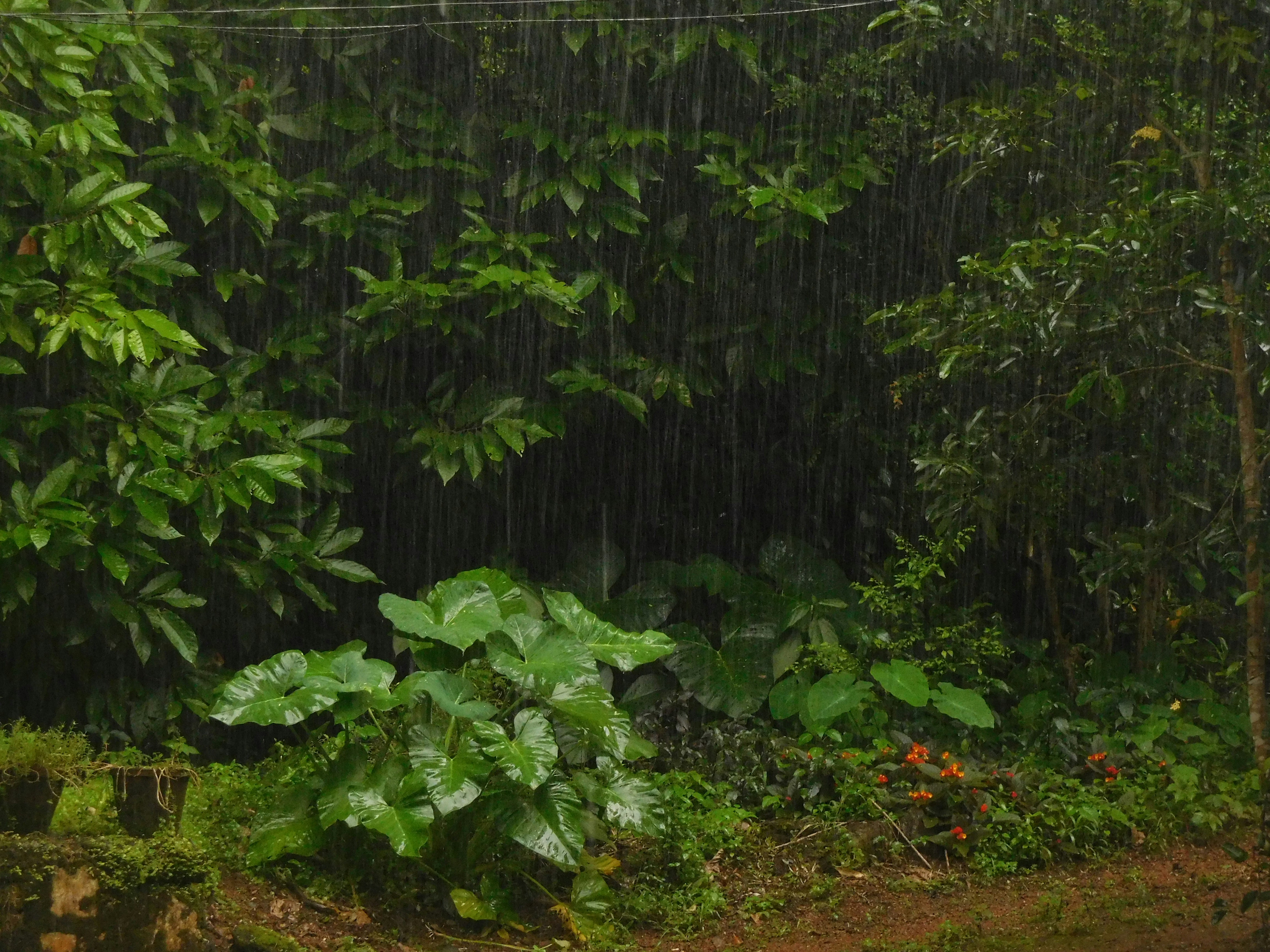 Lush garden foliage in the rain with droplets visible on leaves and ground, a natural scene capturing moisture and greenery.