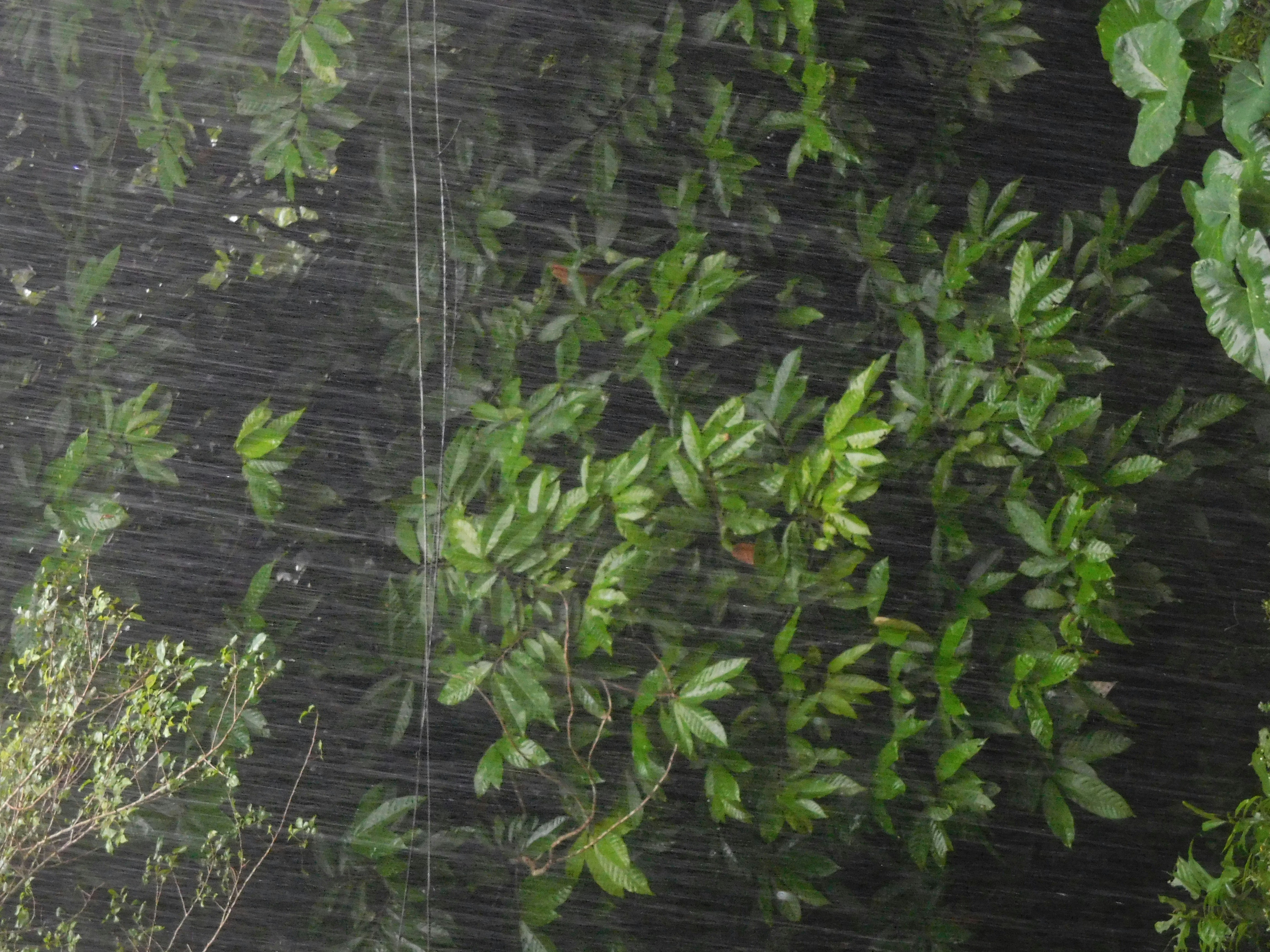 Rain-etched foliage: vertical streaks trace a quiet downpour