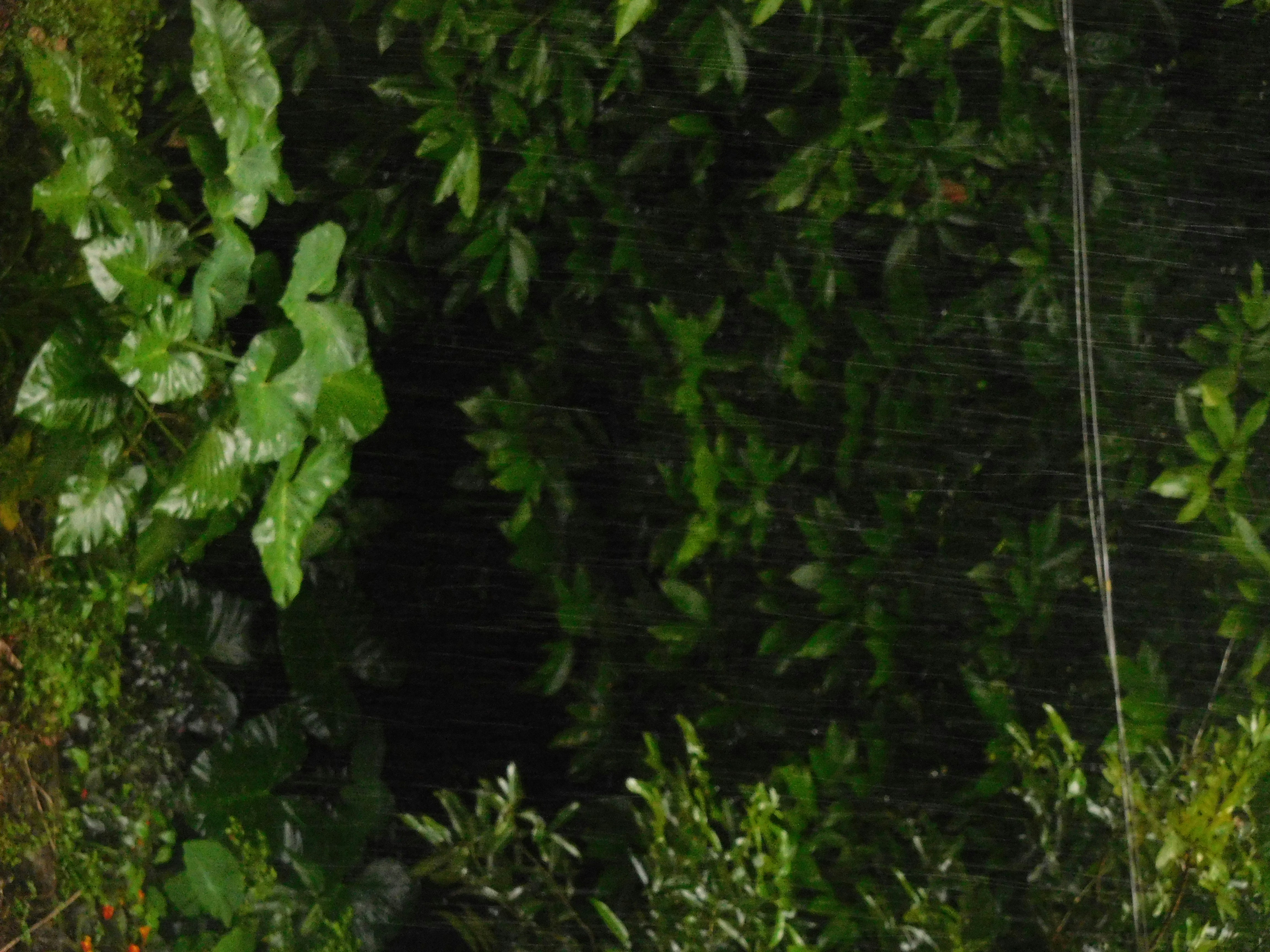 Tangled Green Veil: Rain and Foliage in a Quiet Stairwell
