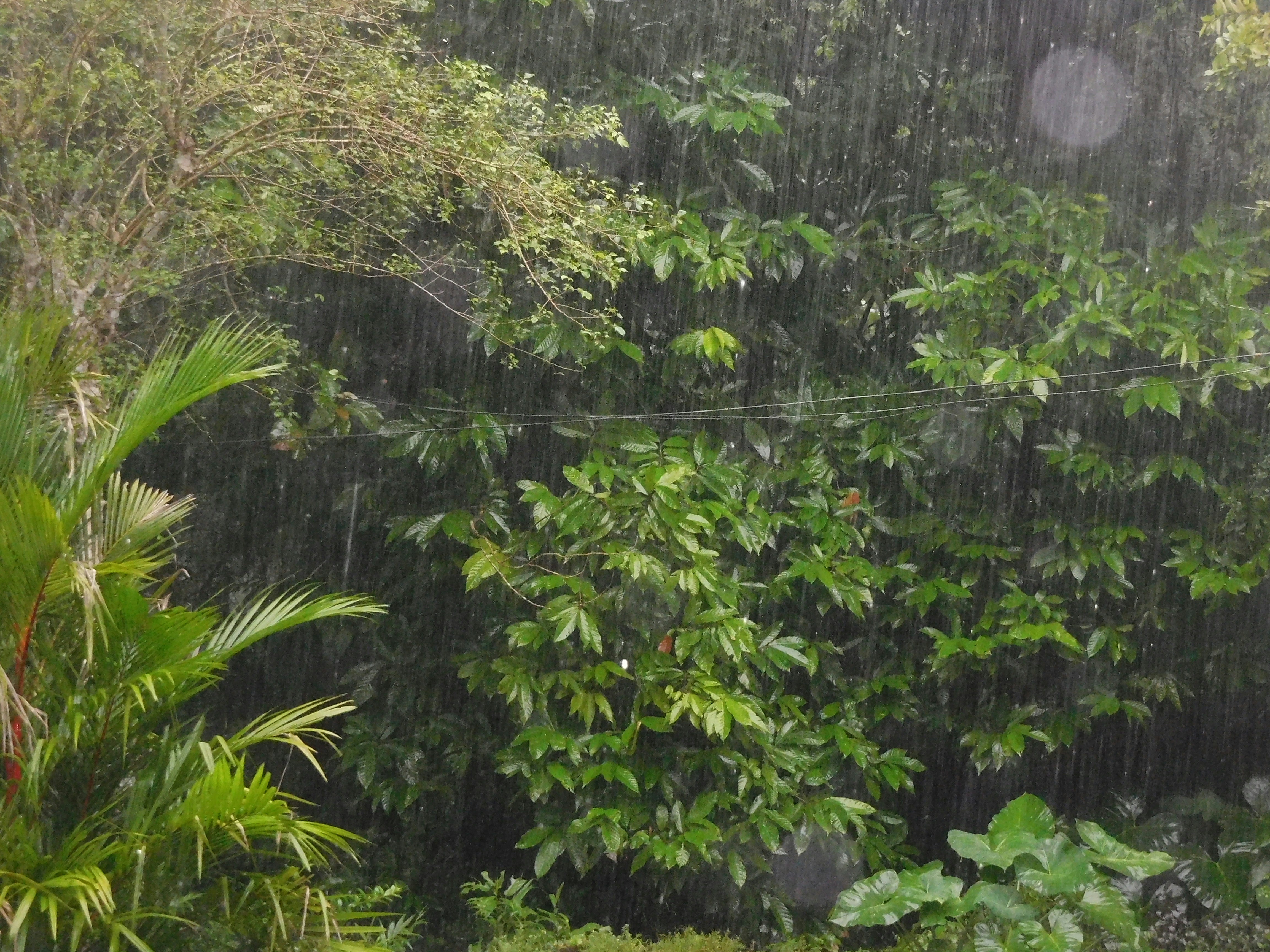 Dense green foliage and rain in a garden, with visible water droplets on the lens; a natural, outdoor scene emphasizing texture and richness of leaves.