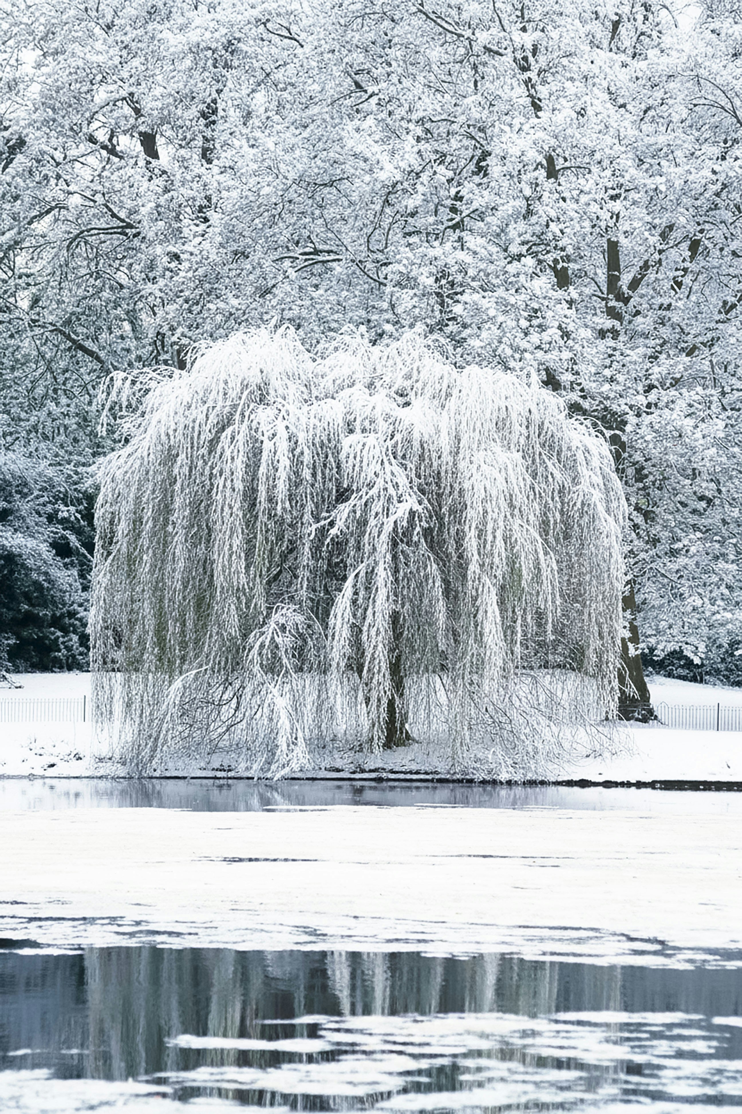 Weeping Willow in Winter Silence