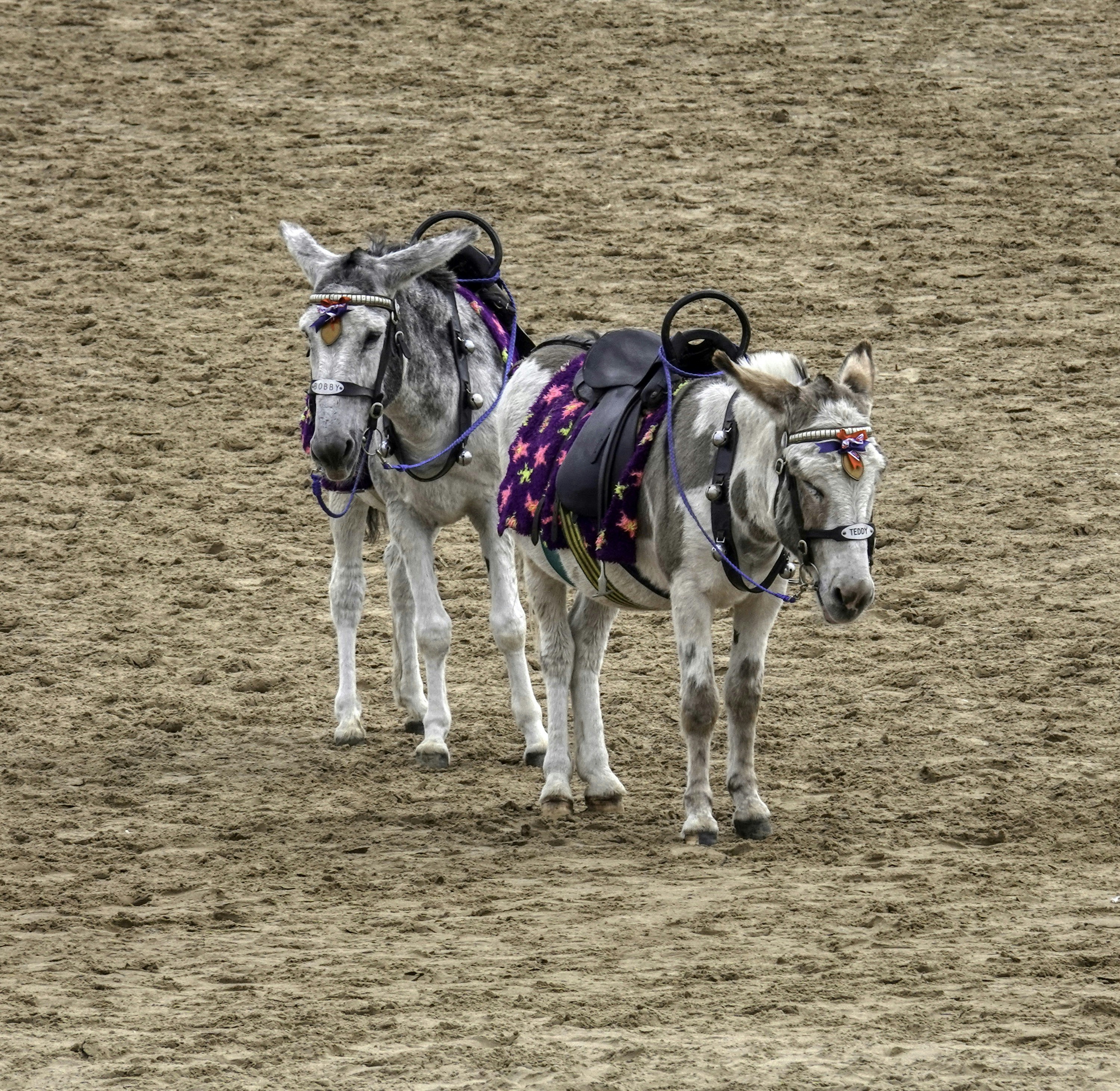 Three-Mounted Riders: A Quiet Stall in the Arena