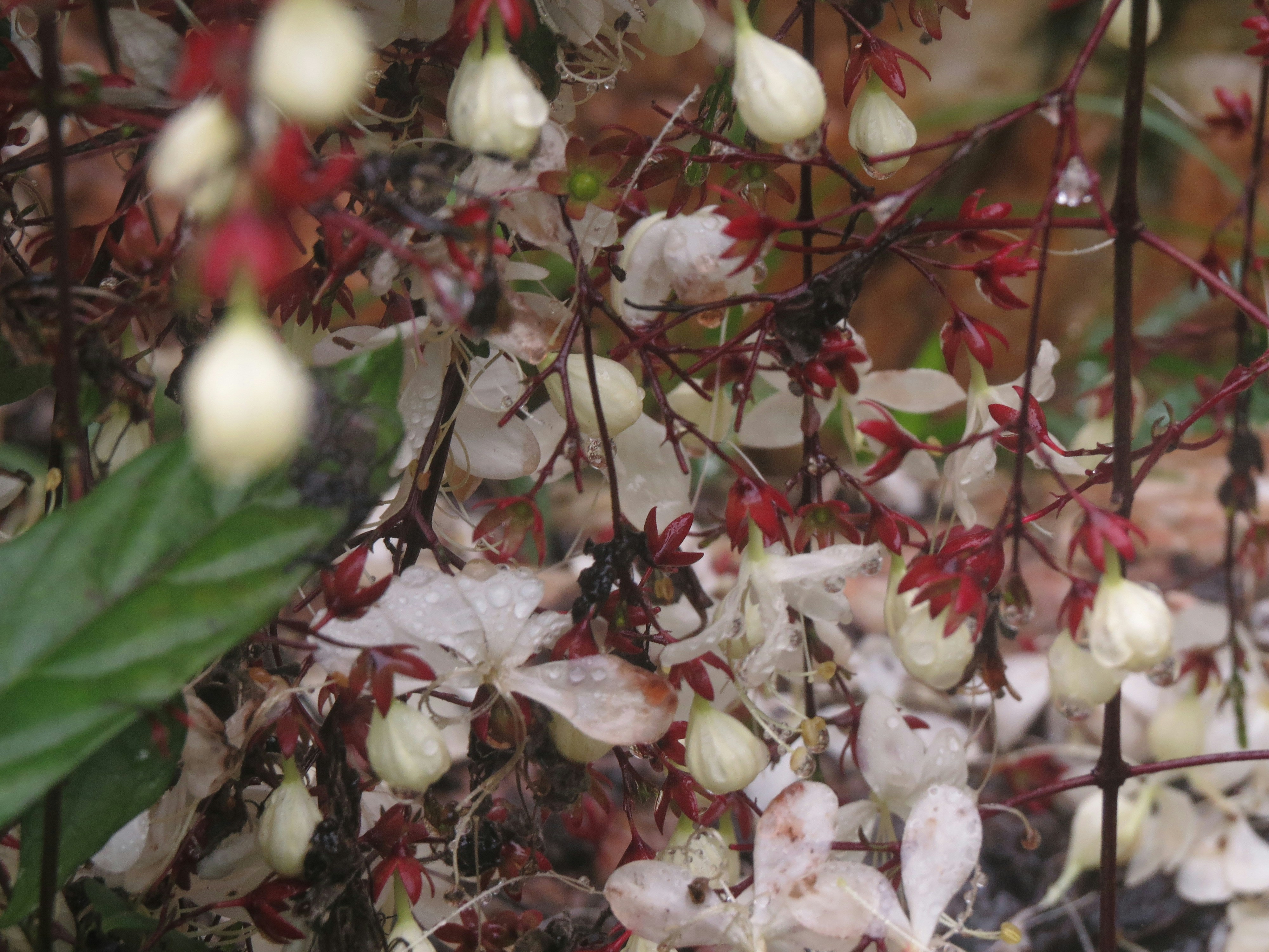 Iridescent Blossom Cascade in Dew-Kissed Foliage