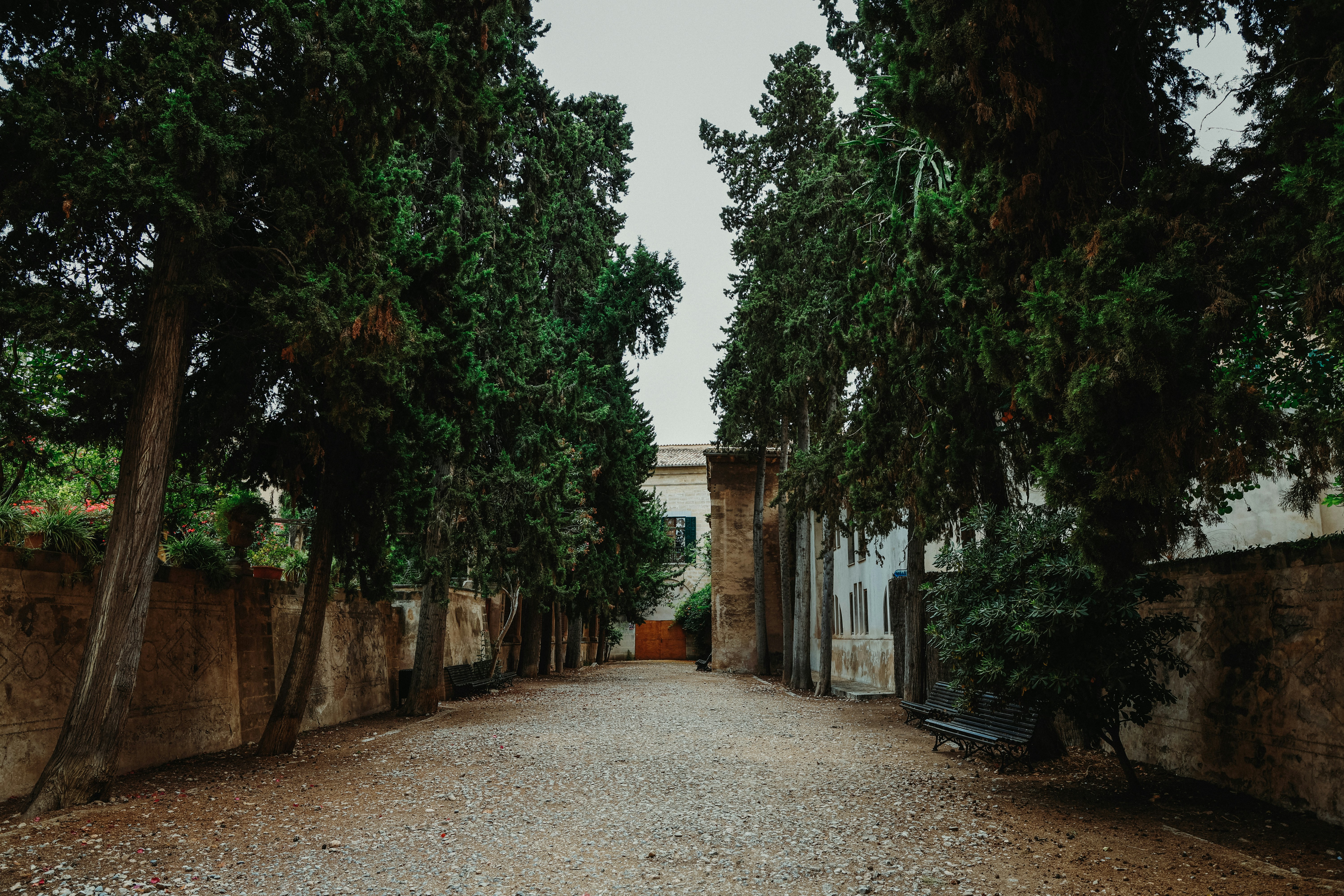 Gateway of Quiet Passage: A Tree-Lined Courtyard Revealing a Dawn-Thus Archway