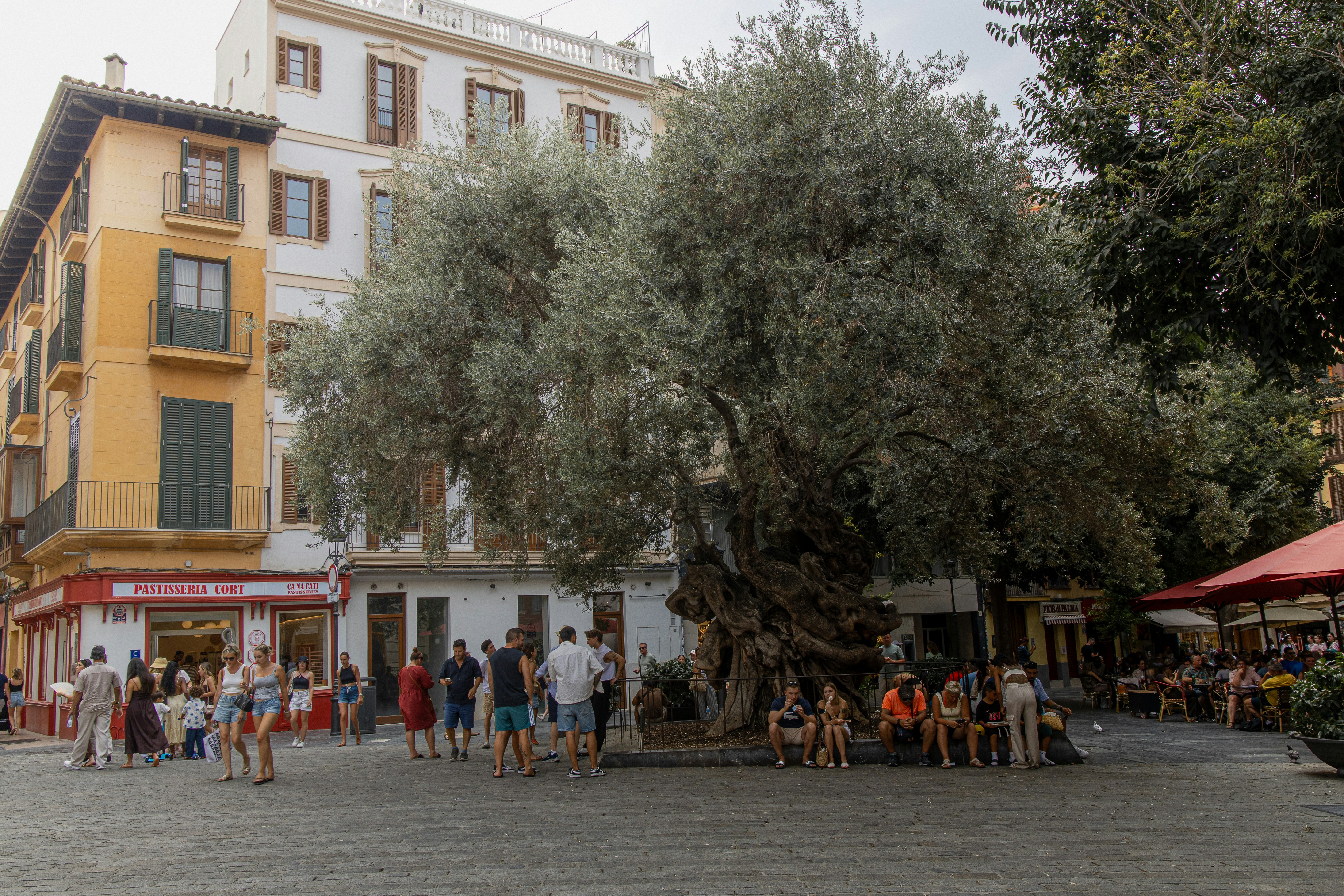 Olive Tree Square: A Sunlit Collision of People and Heritage