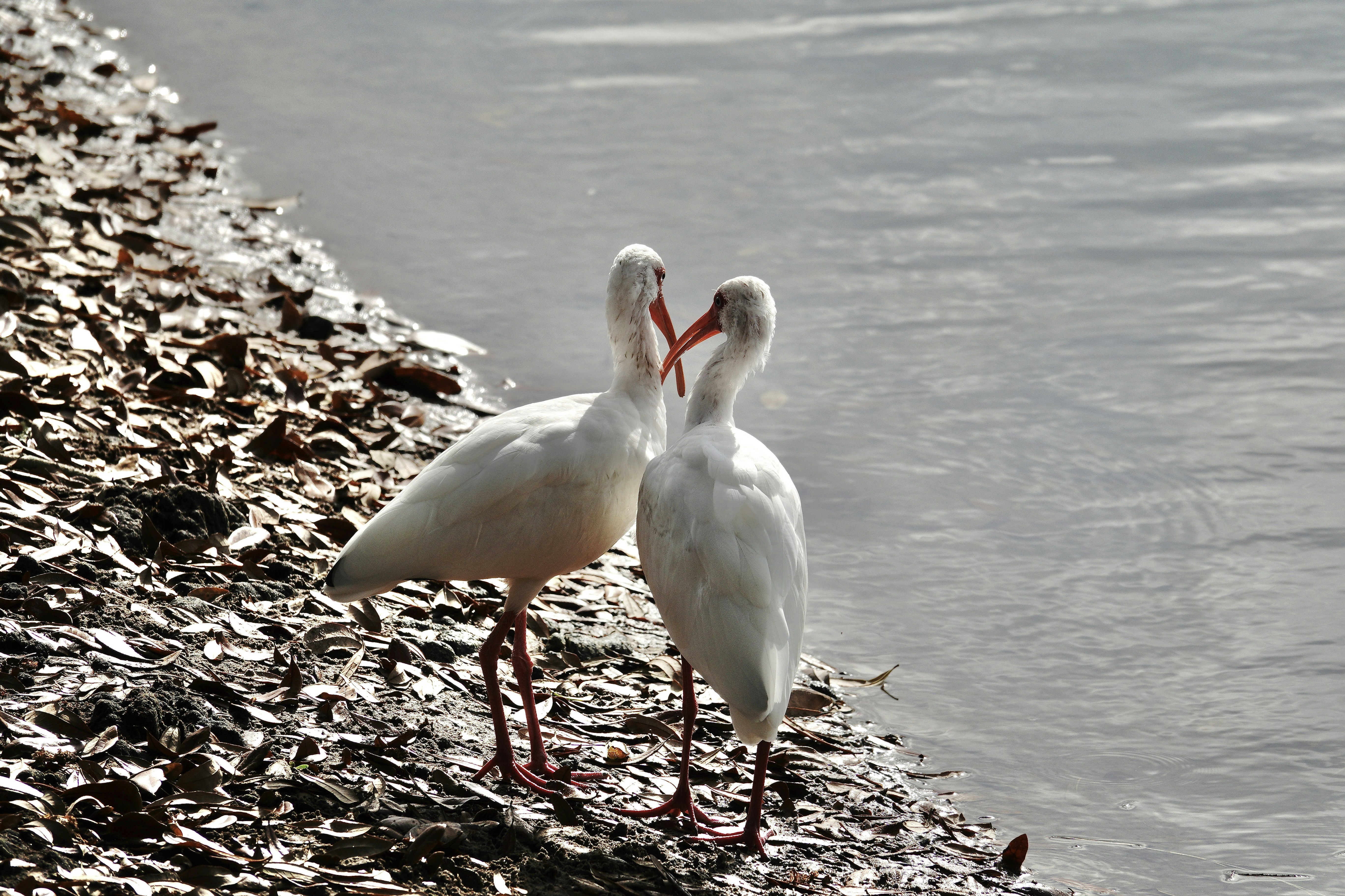 Two Snowy Egrets Share a Quiet Shore