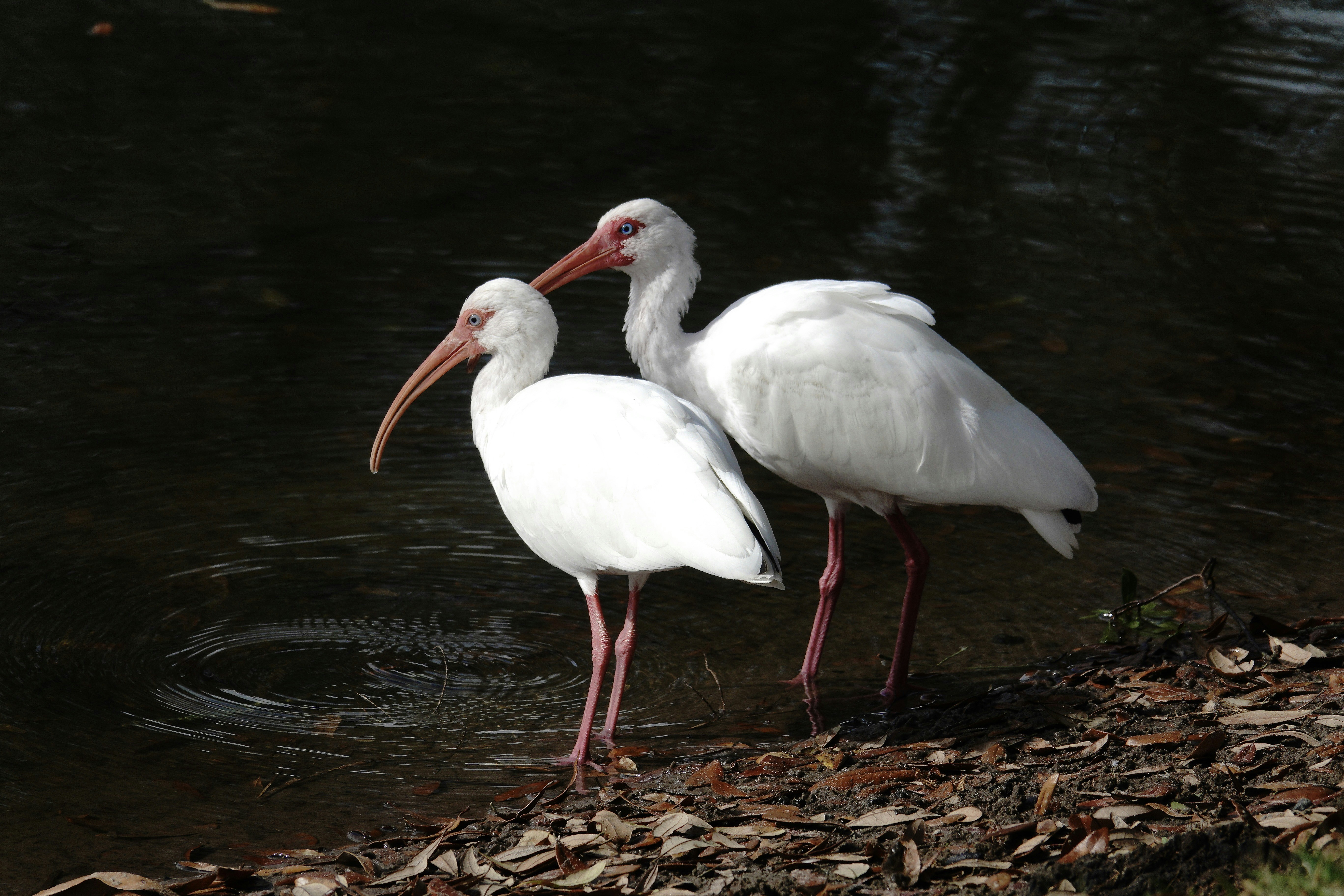 Two White Ibises Share the Quiet Shoreline