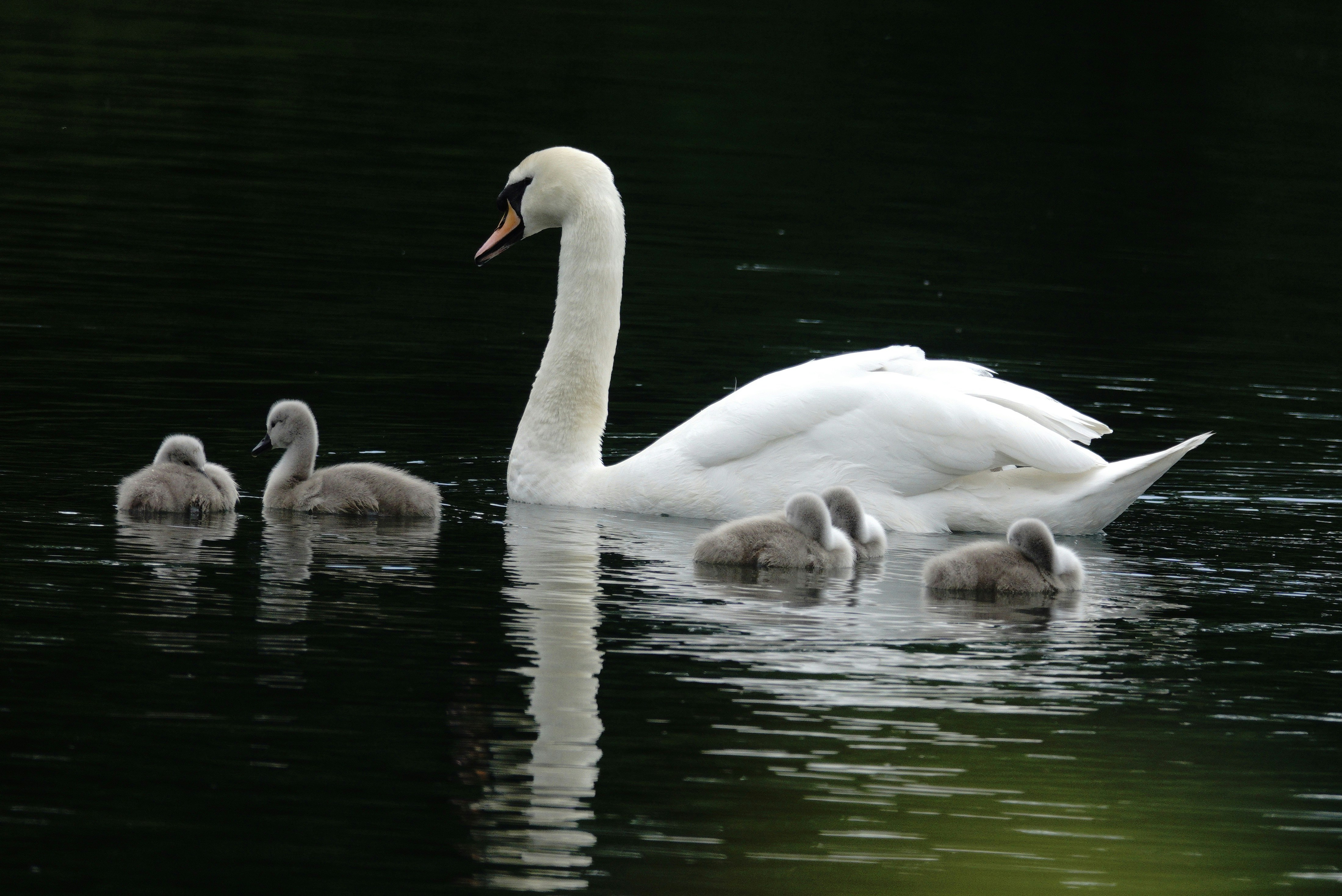 Swan Family Glide: Graceful Drift Across a Quiet Pond
