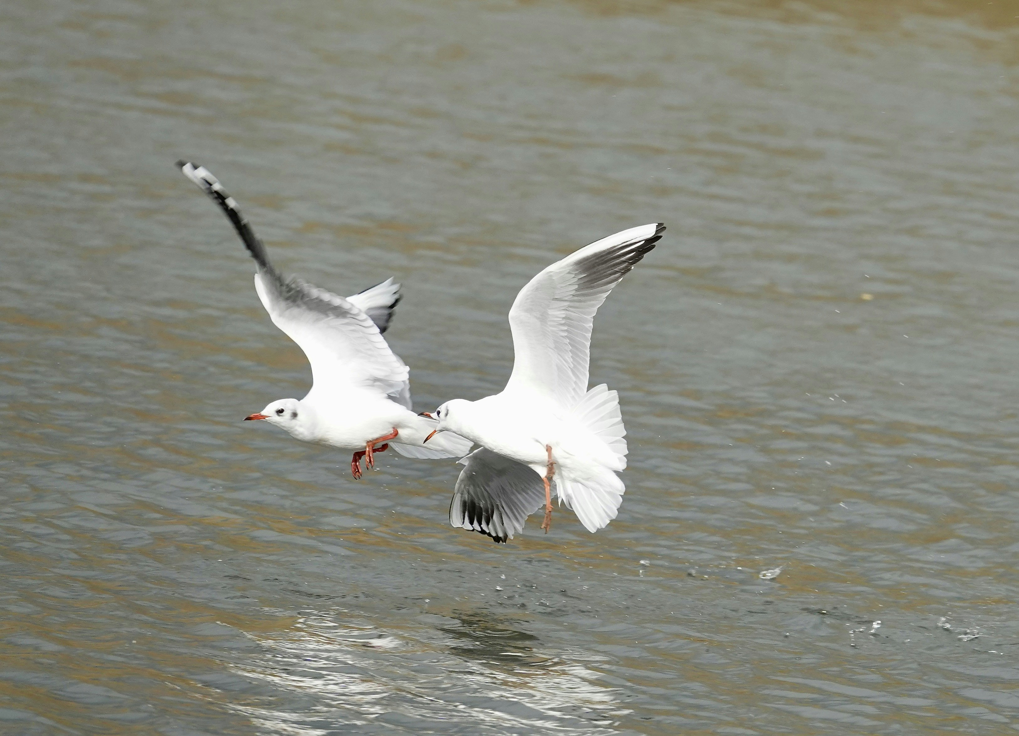 Two-fringed Doves in Mid-Flight Over Quiet Water