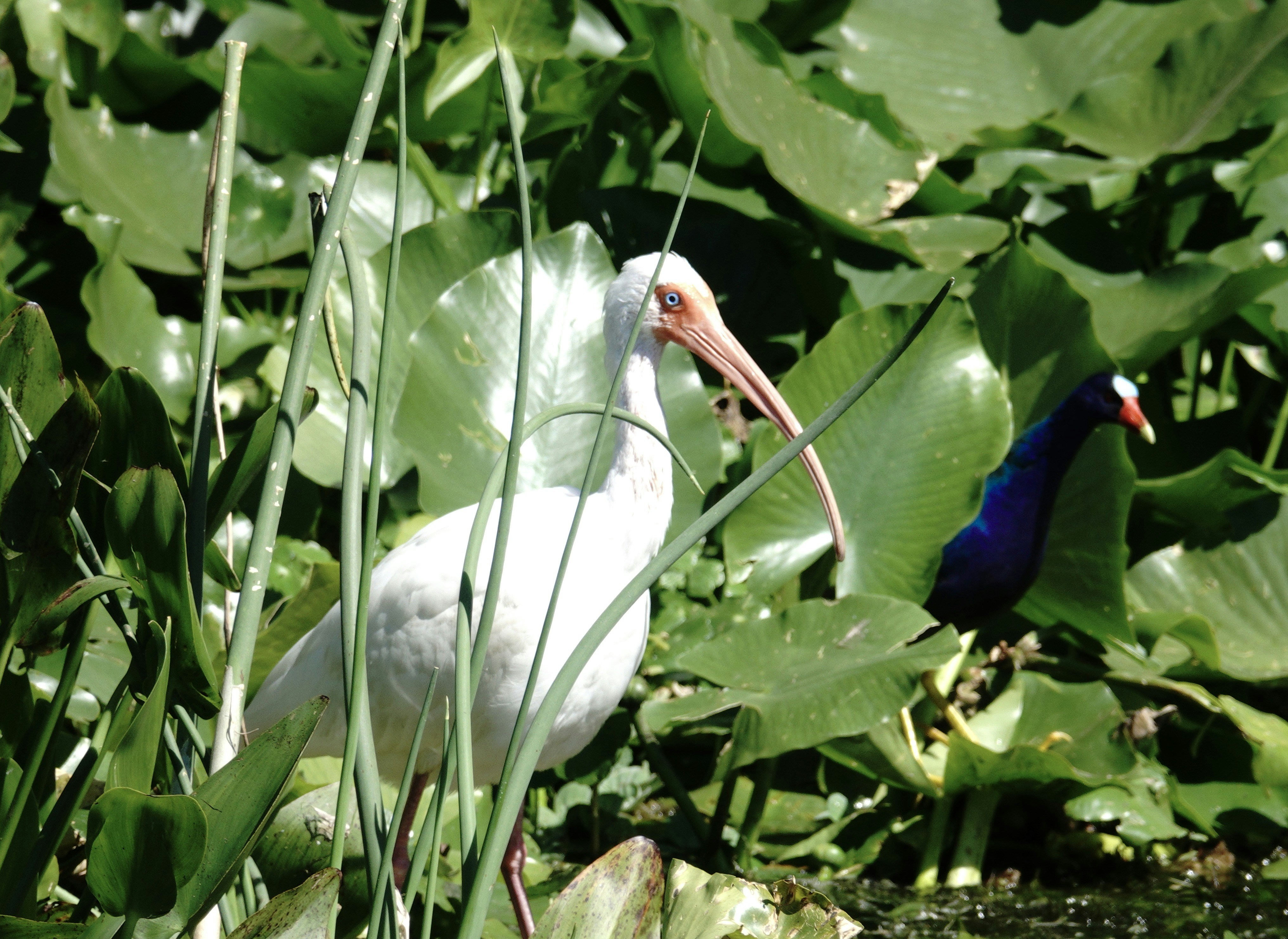 White Heron in Lily Pad Fronds with Hidden Purple-Faced Waterbird
