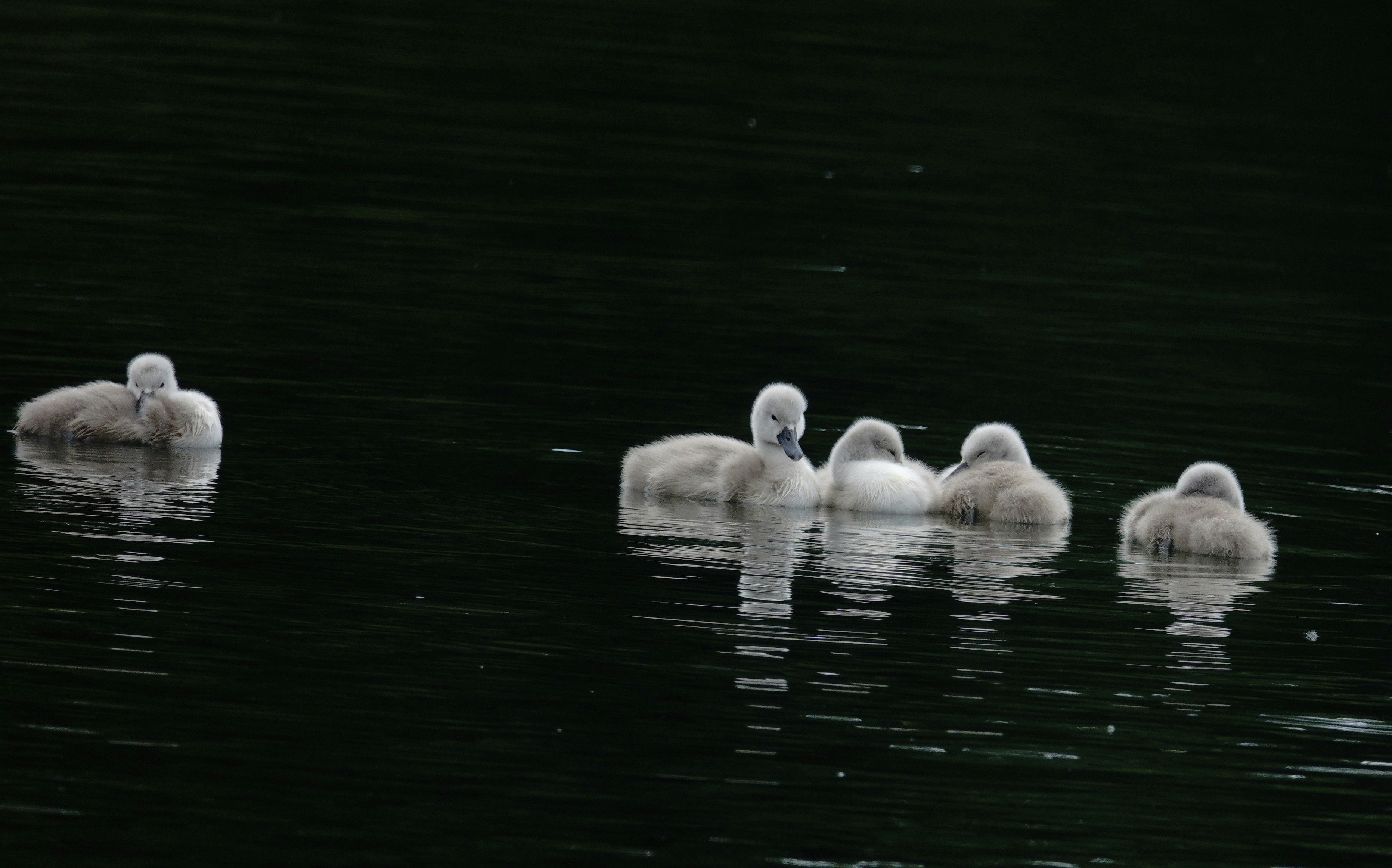 Silvery Flock in Quiet Waters