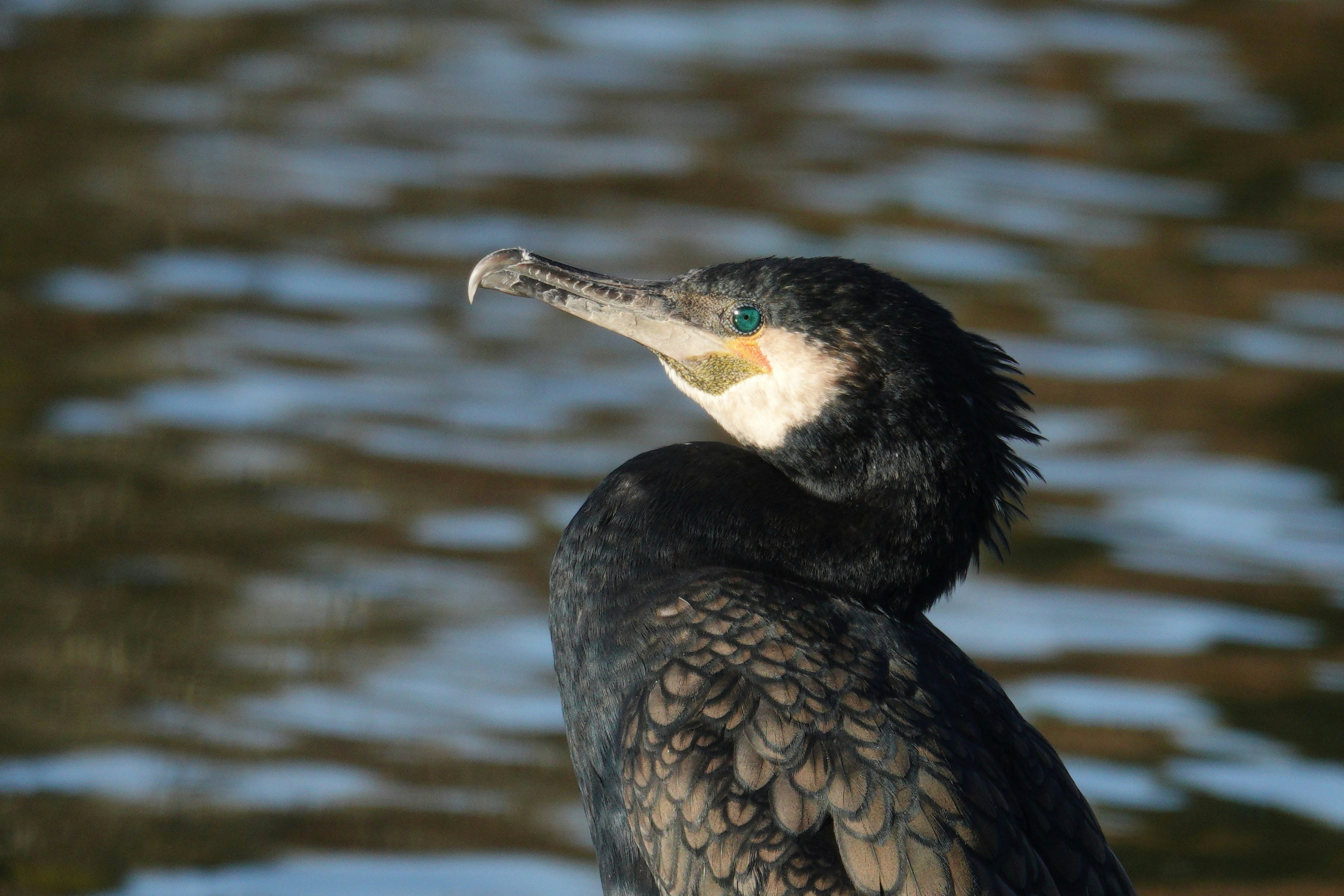 Rookery Portrait: A close-up of a cormorant crowning the morning light