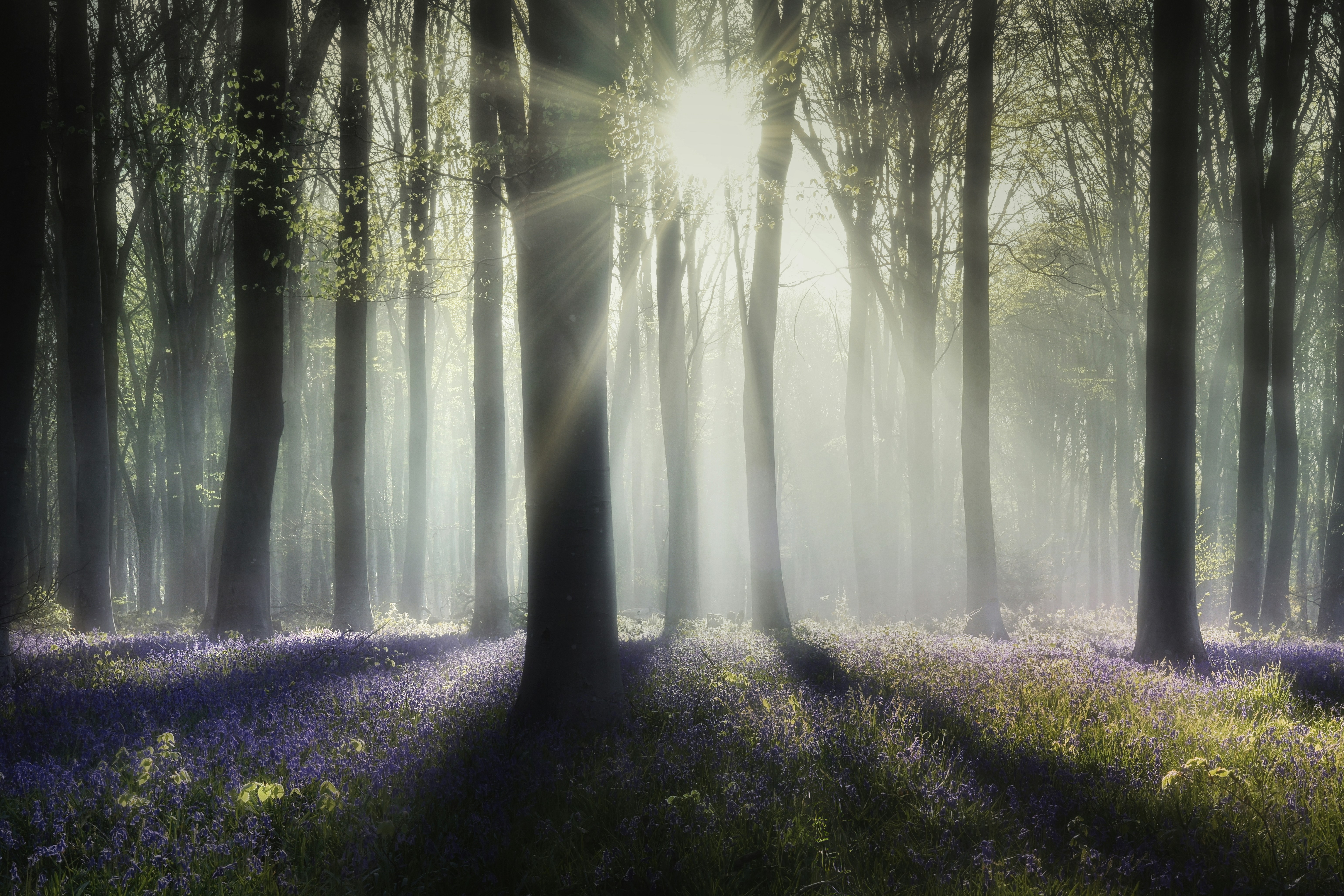 Sunlit Bluebell Cascade in a Misty Forest