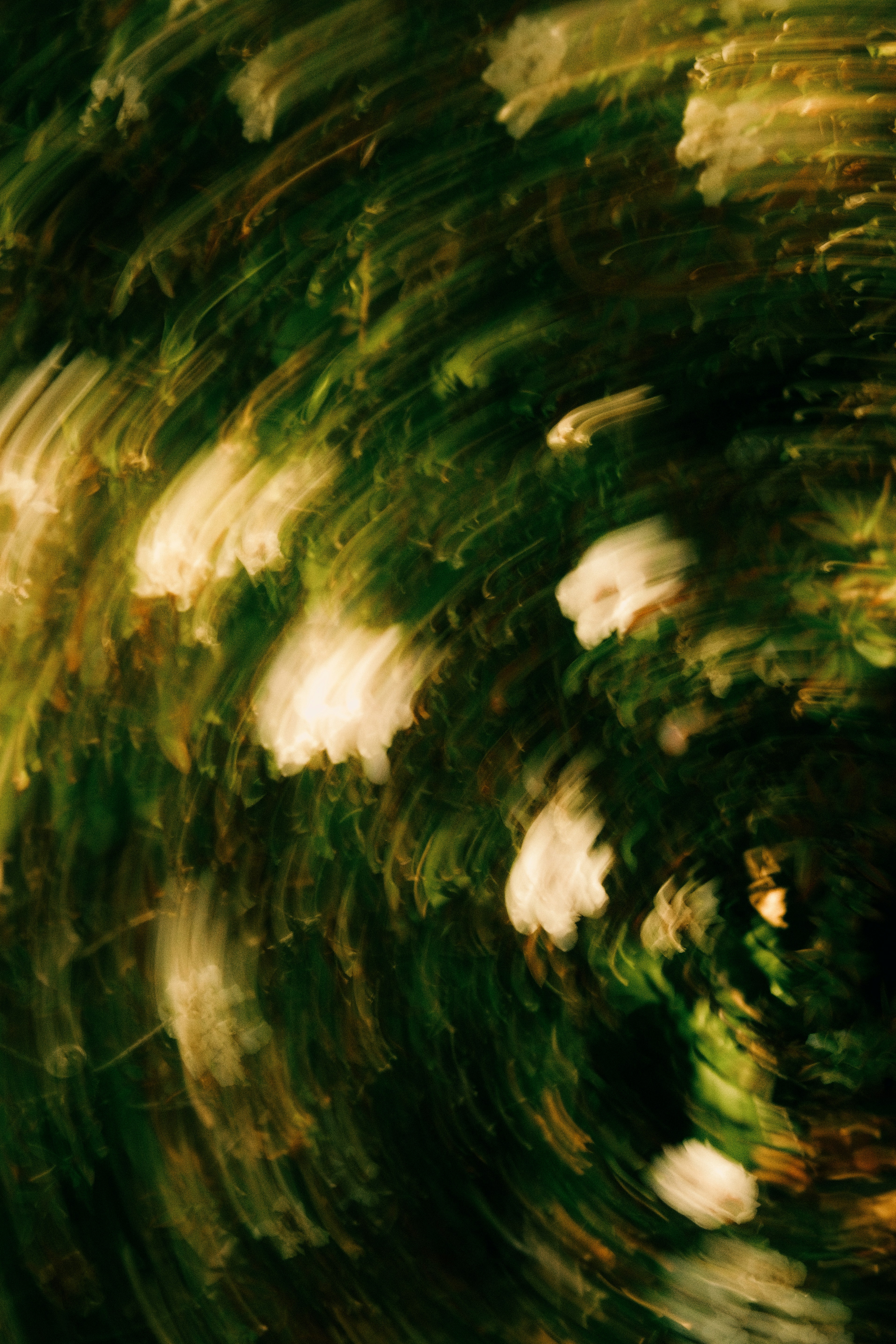 Whirlwind of Leaves: Spiraling Light Through the Forest