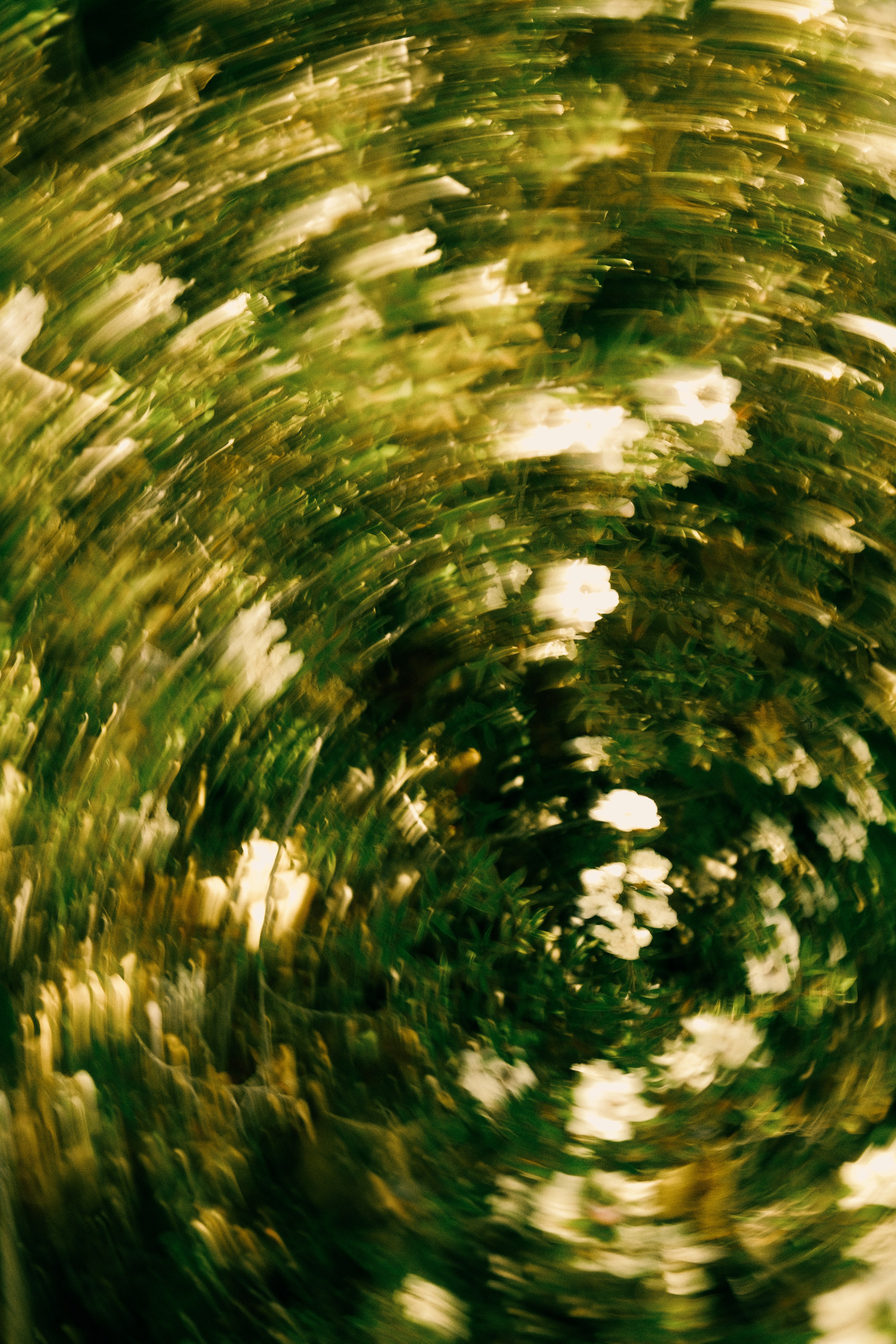 Spiral of Leaves: A Motion Blur Portrait of Nature's Whirl