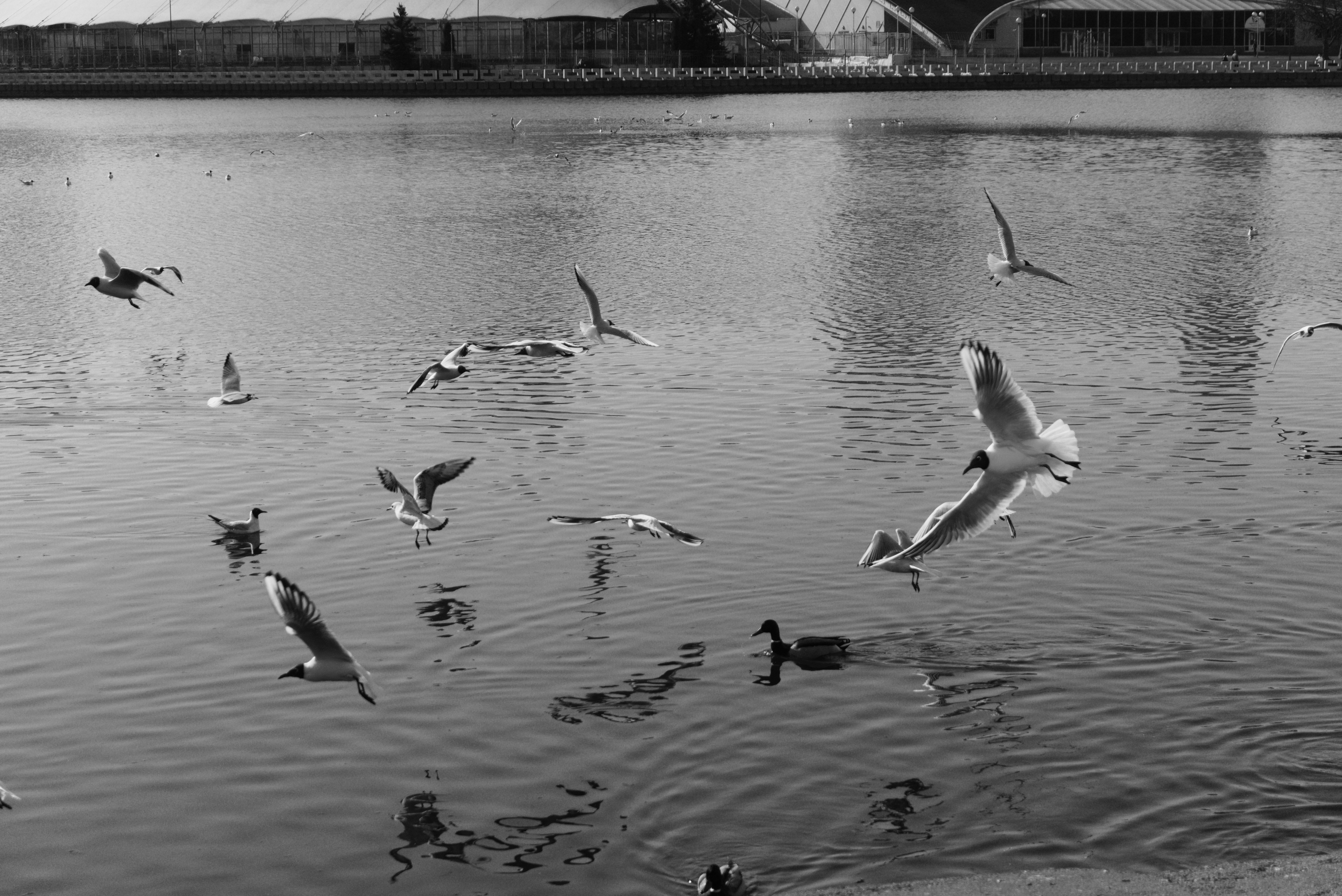 Flurry of Wings Over a Quiet River