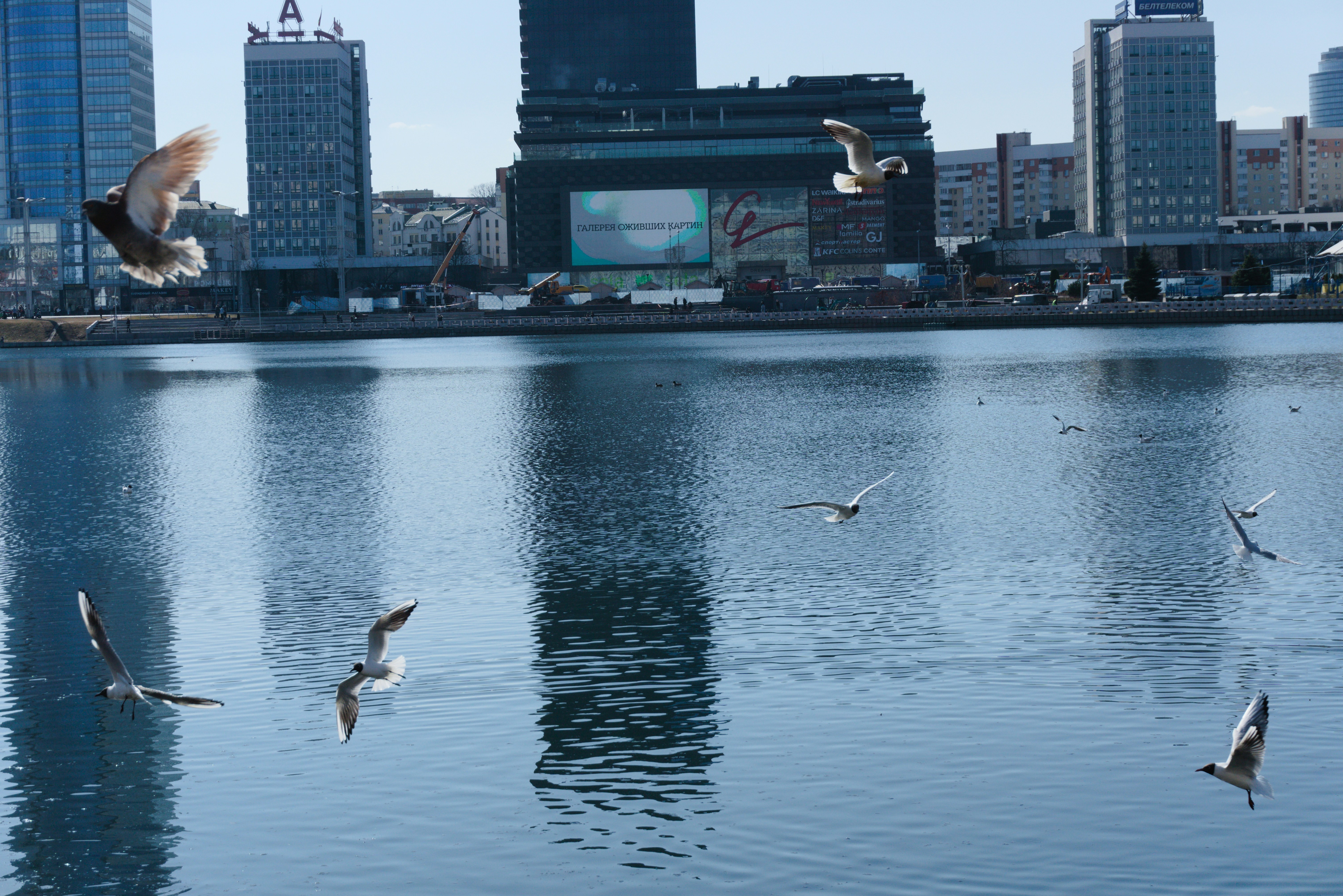 Cityscape Reflections: Birds in Motion by the Waterfront