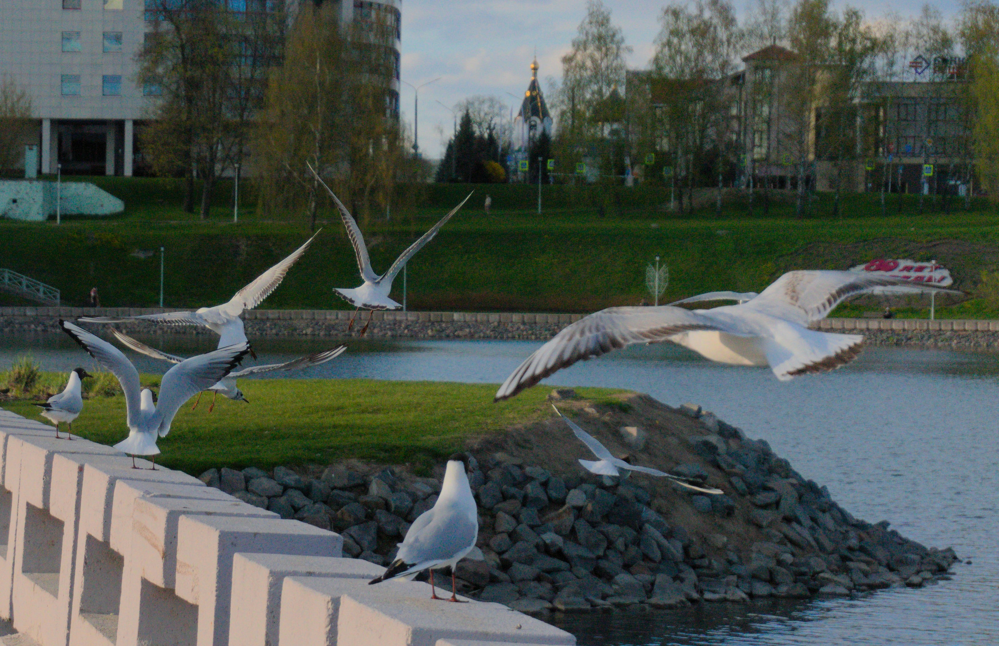 Seabirds in Flight Above a Riverside Breakwater