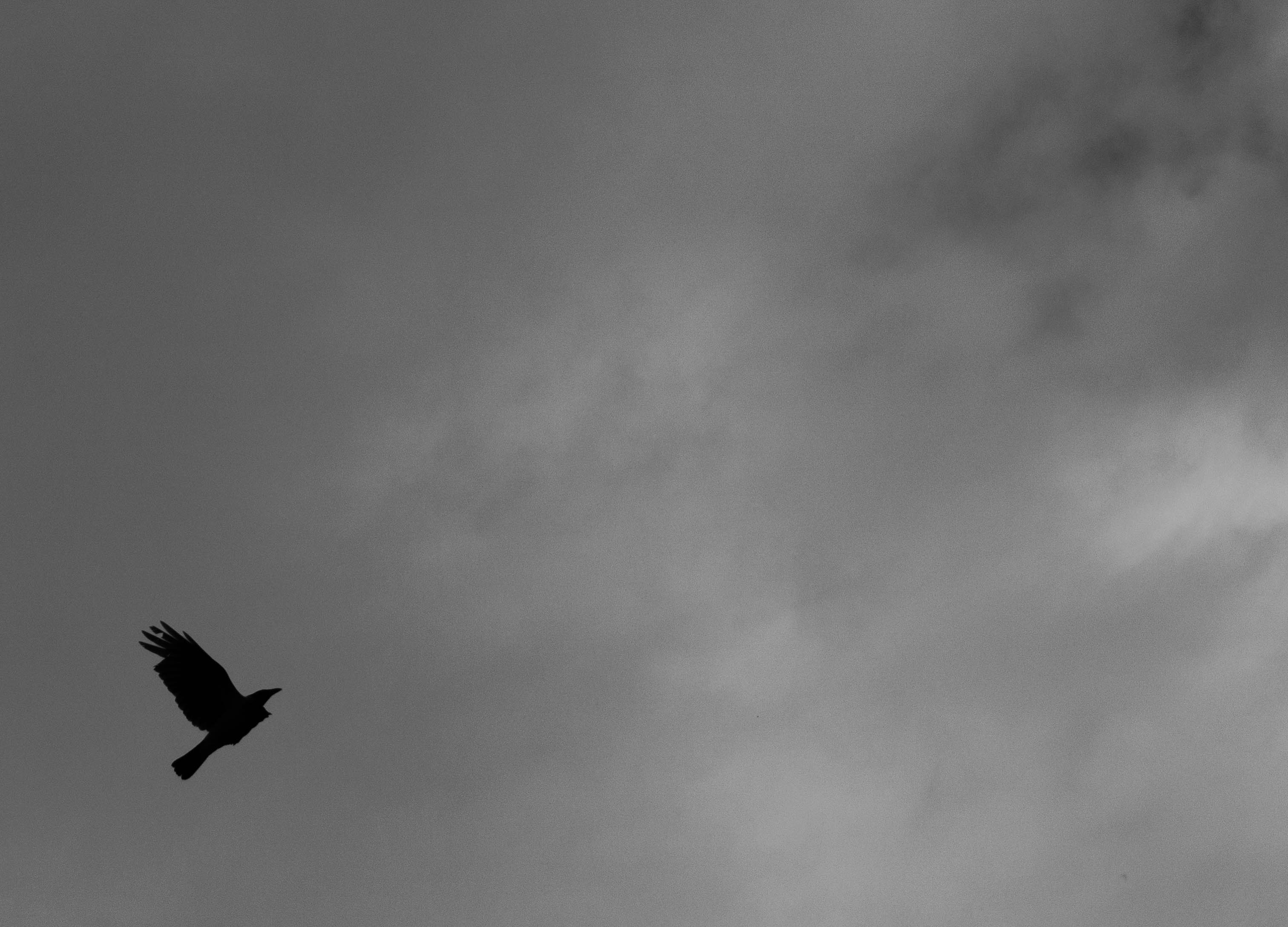 Soaring Shadow: A lone bird against a moody sky