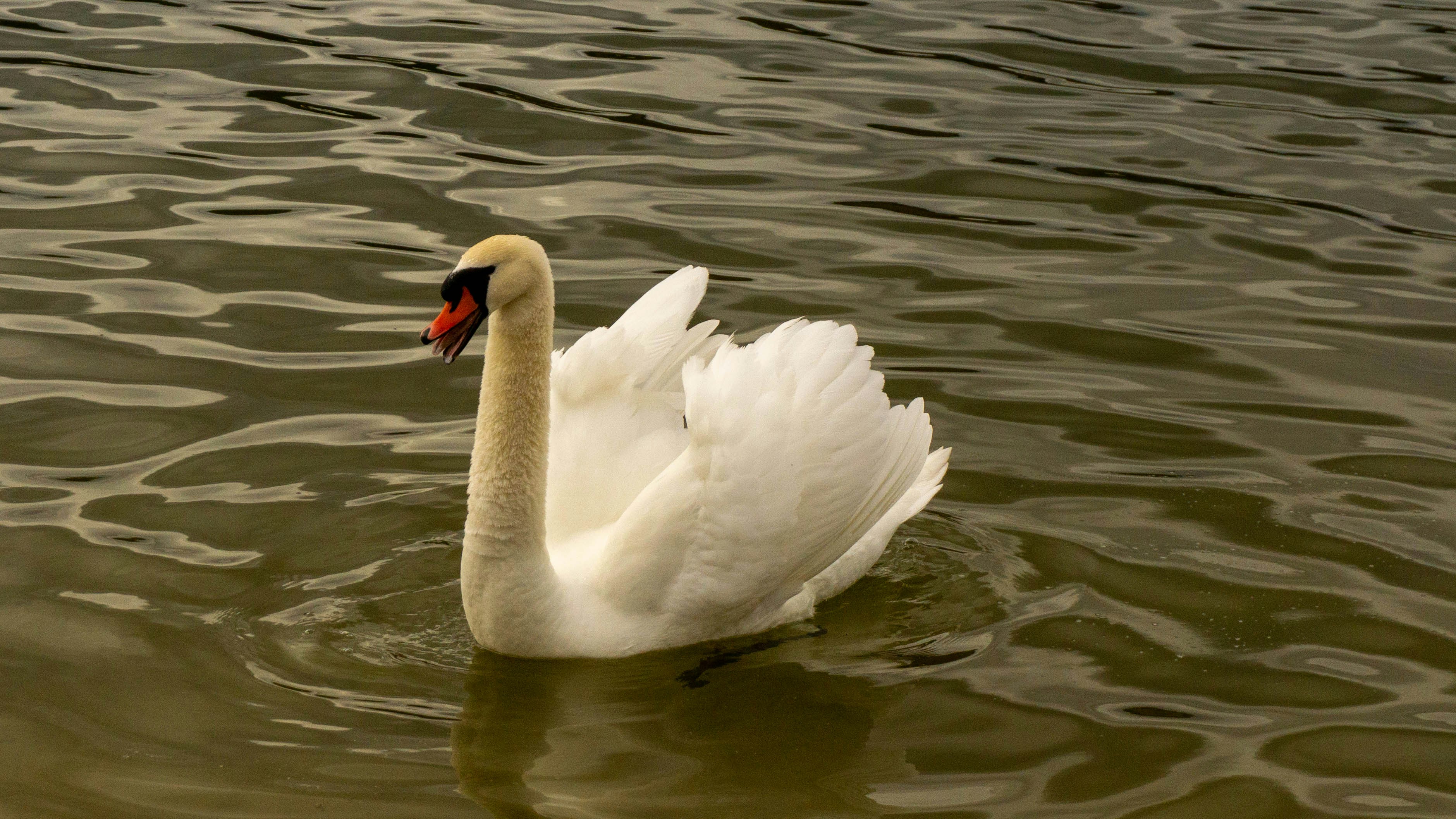 White Swan on Calm Water: Graceful Contour and Gentle Ripples