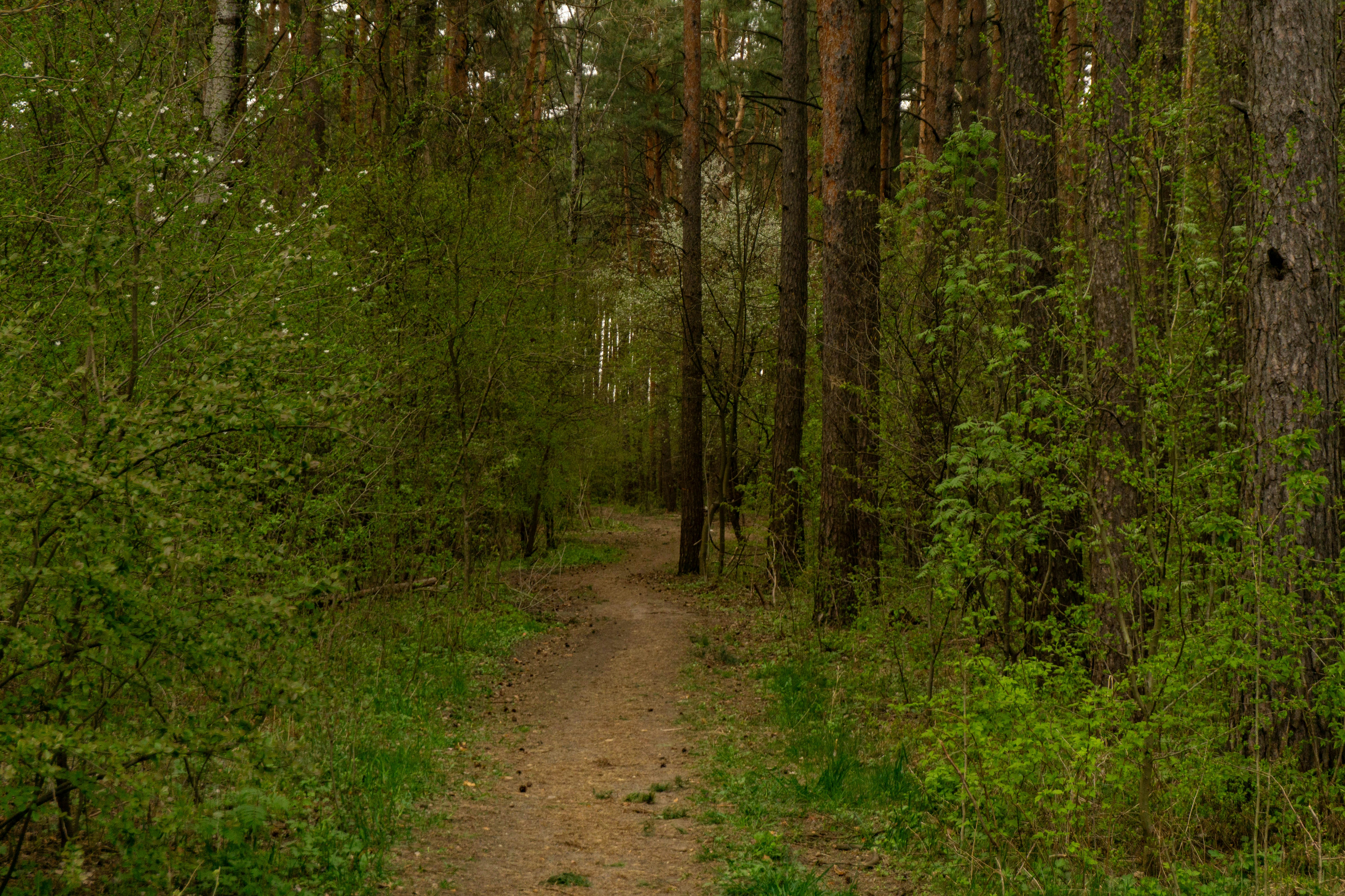 Forest Pathway Through Spring-green Corridor