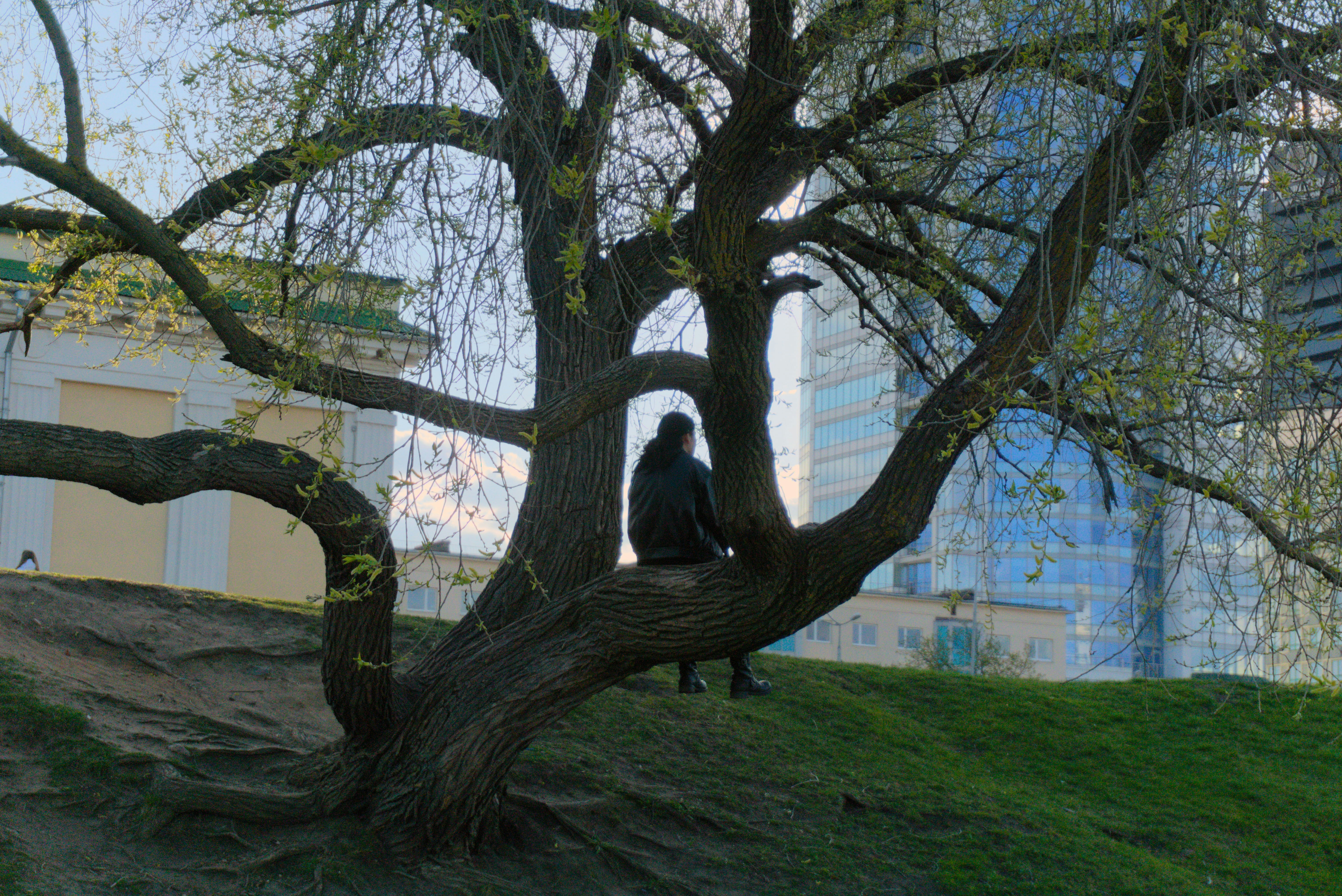 Beneath the Branches: A Quiet Figure in the City Arbor