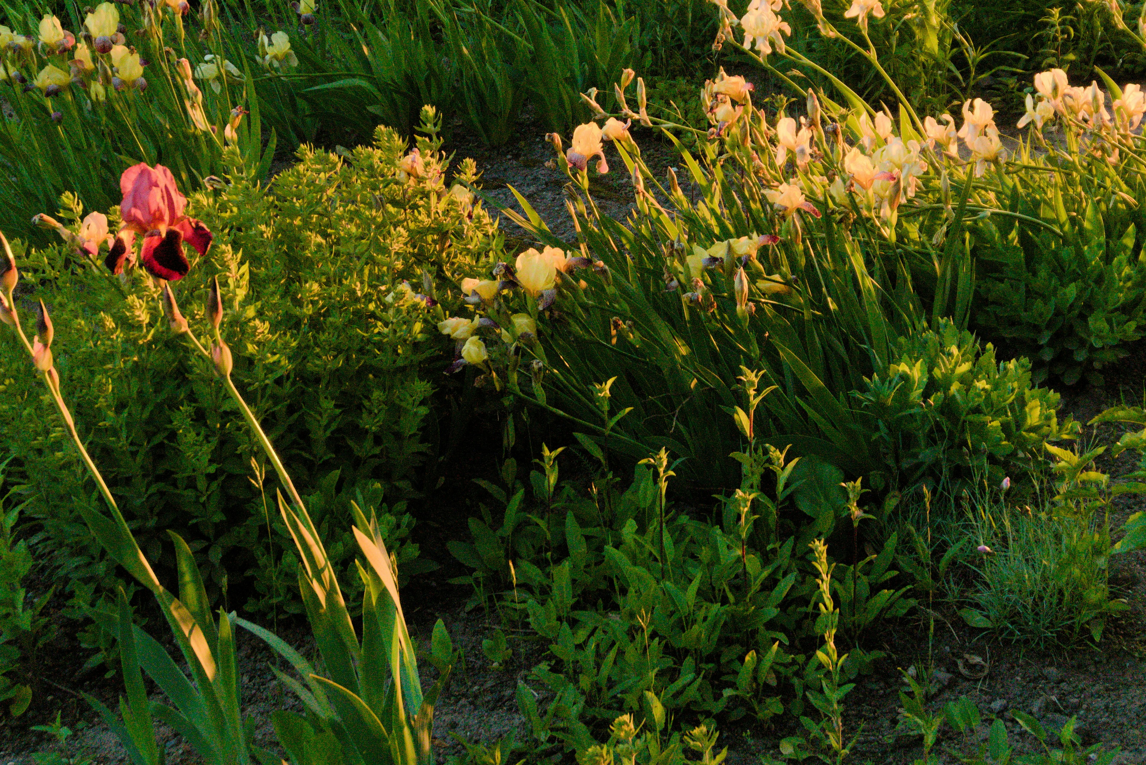 A Quiet Bed of Iris and Iris-like Blooms in Afternoon Light