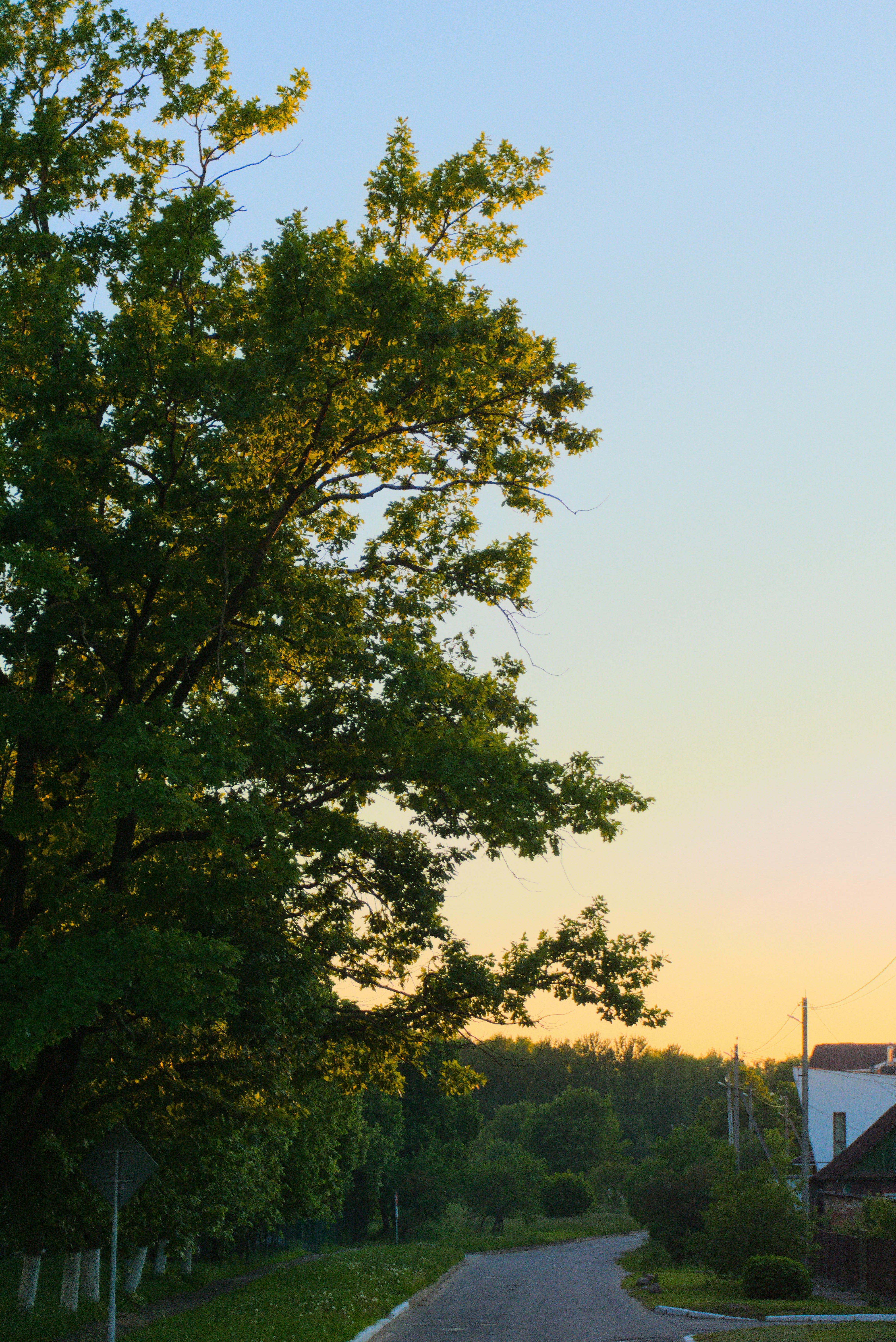 Sunset Lane: A Tree Framing a Quiet Dusk Road
