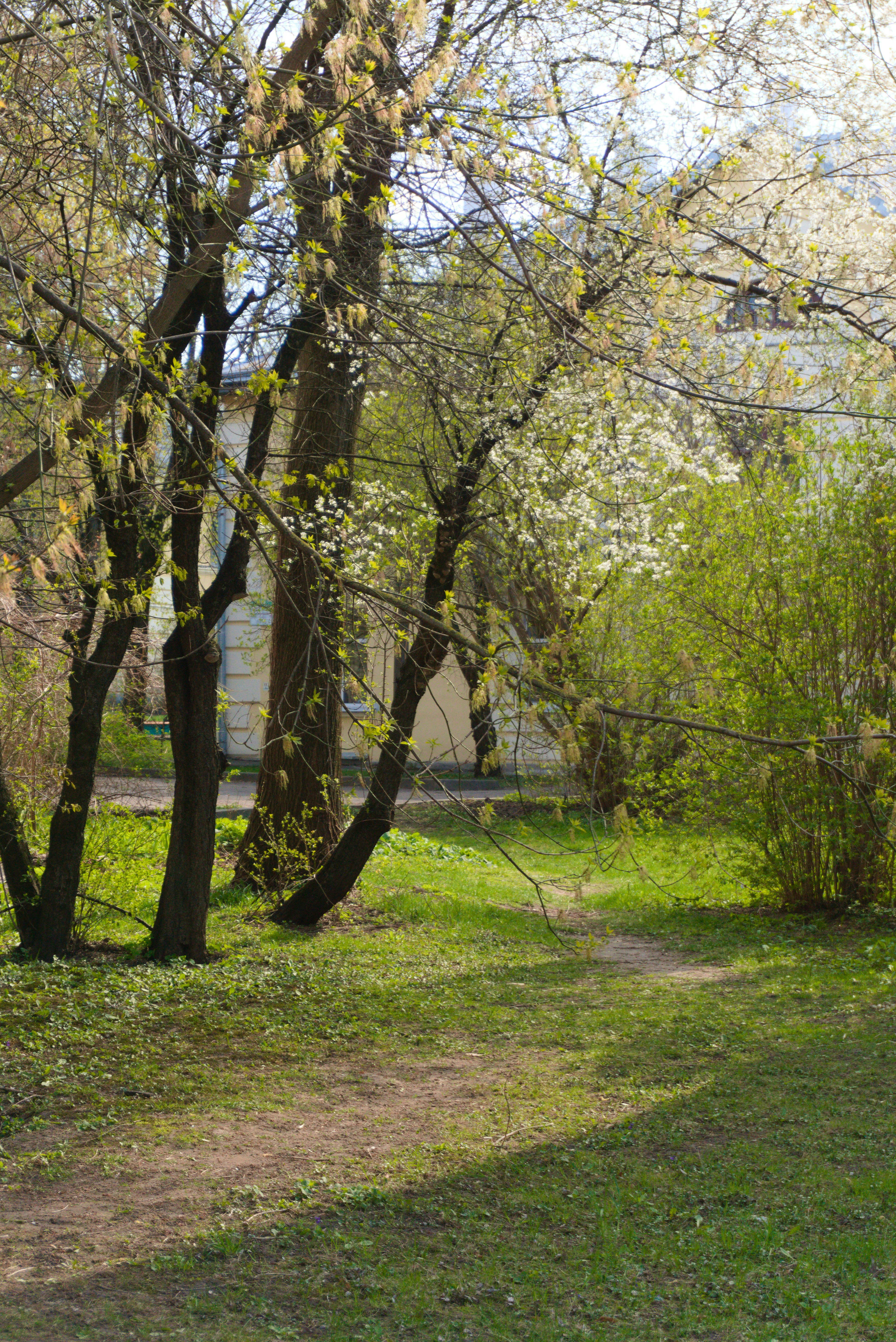 Sunlit park path winds beneath flowering trees, with fresh green grass and dappled light guiding the viewer into the scene.