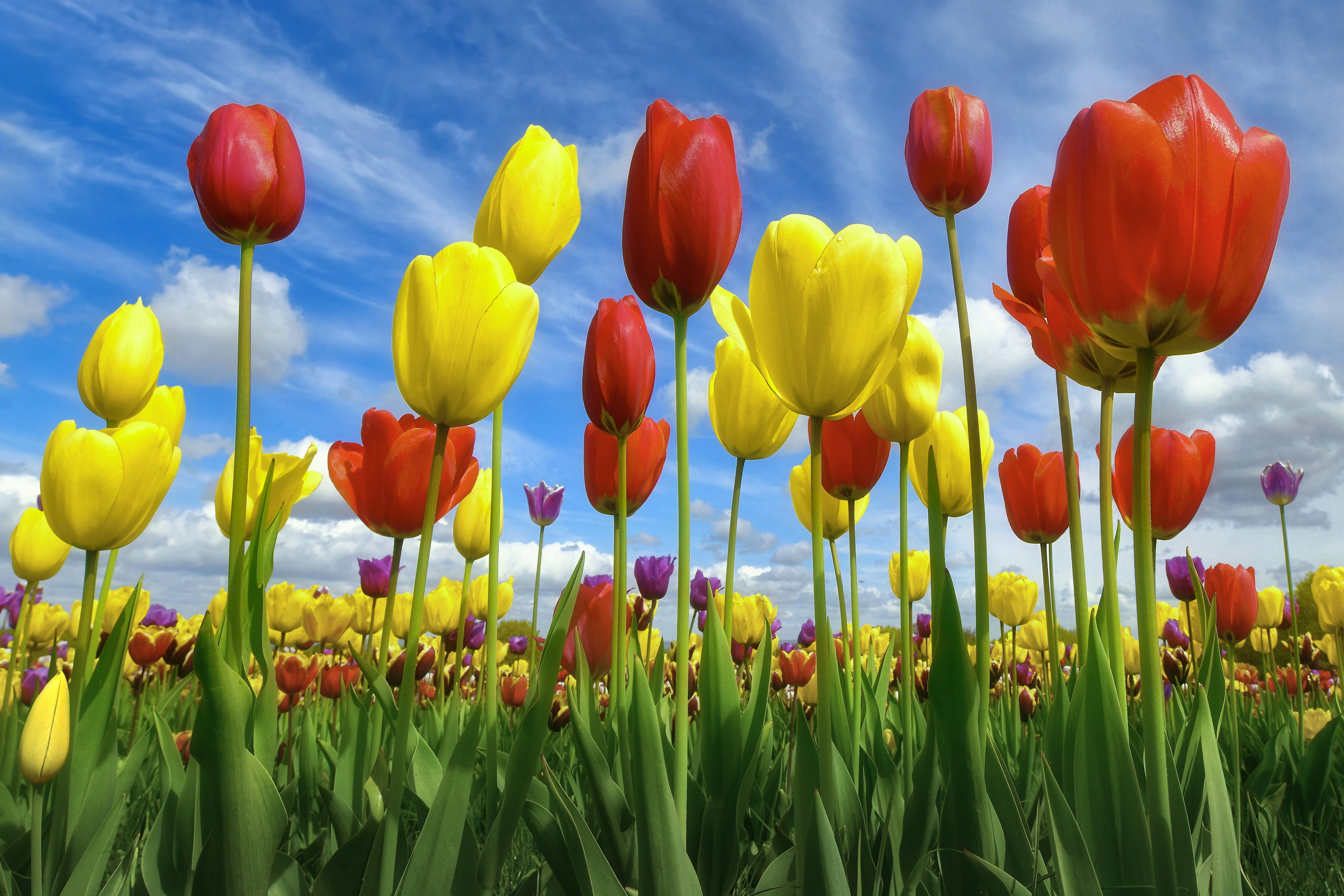Tulip Field Forecourt: Bright Red and Yellow Spikes Under a Blue Sky