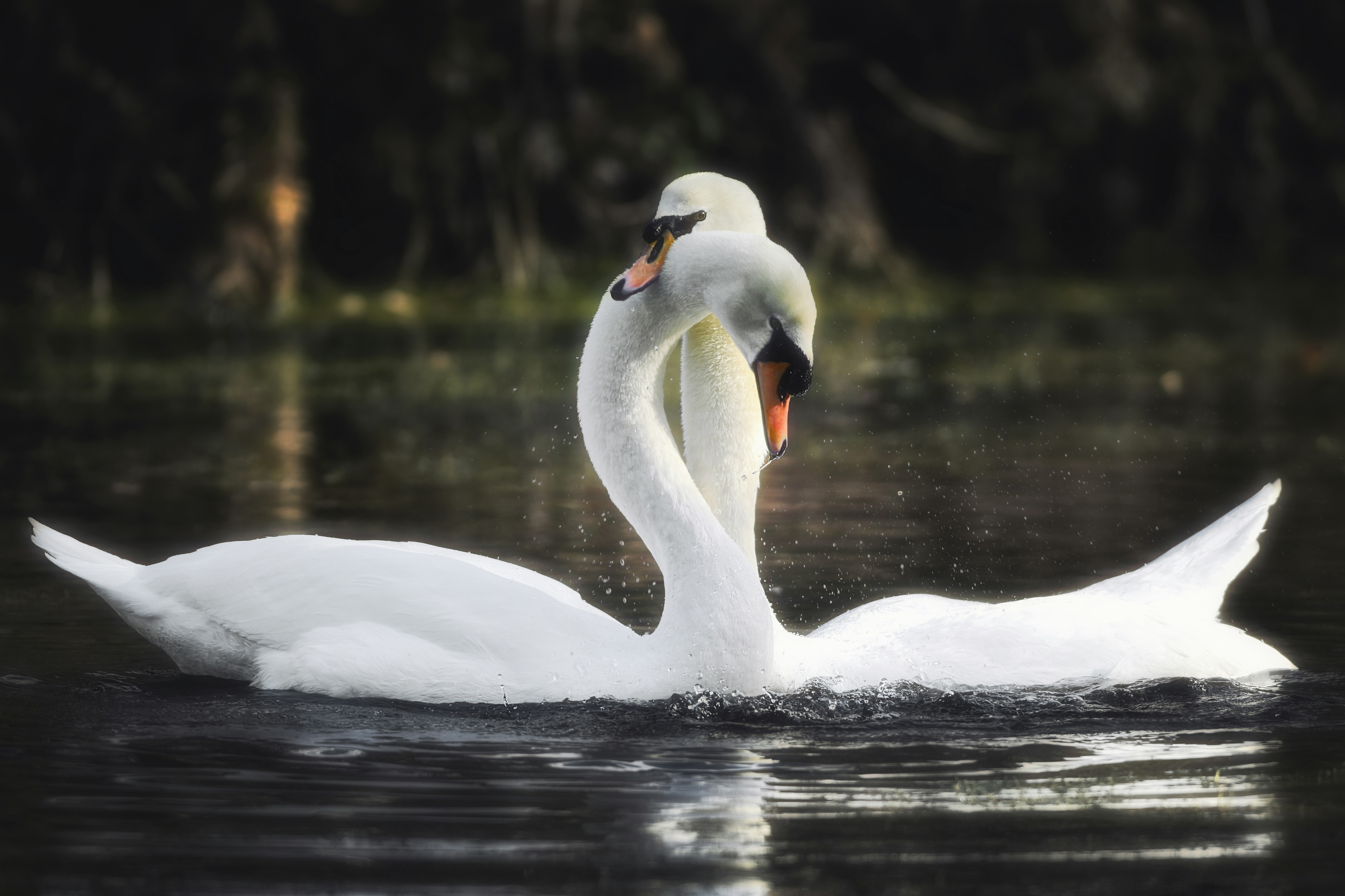 Duo of Swans: A Serene Pause on Moonlit Water