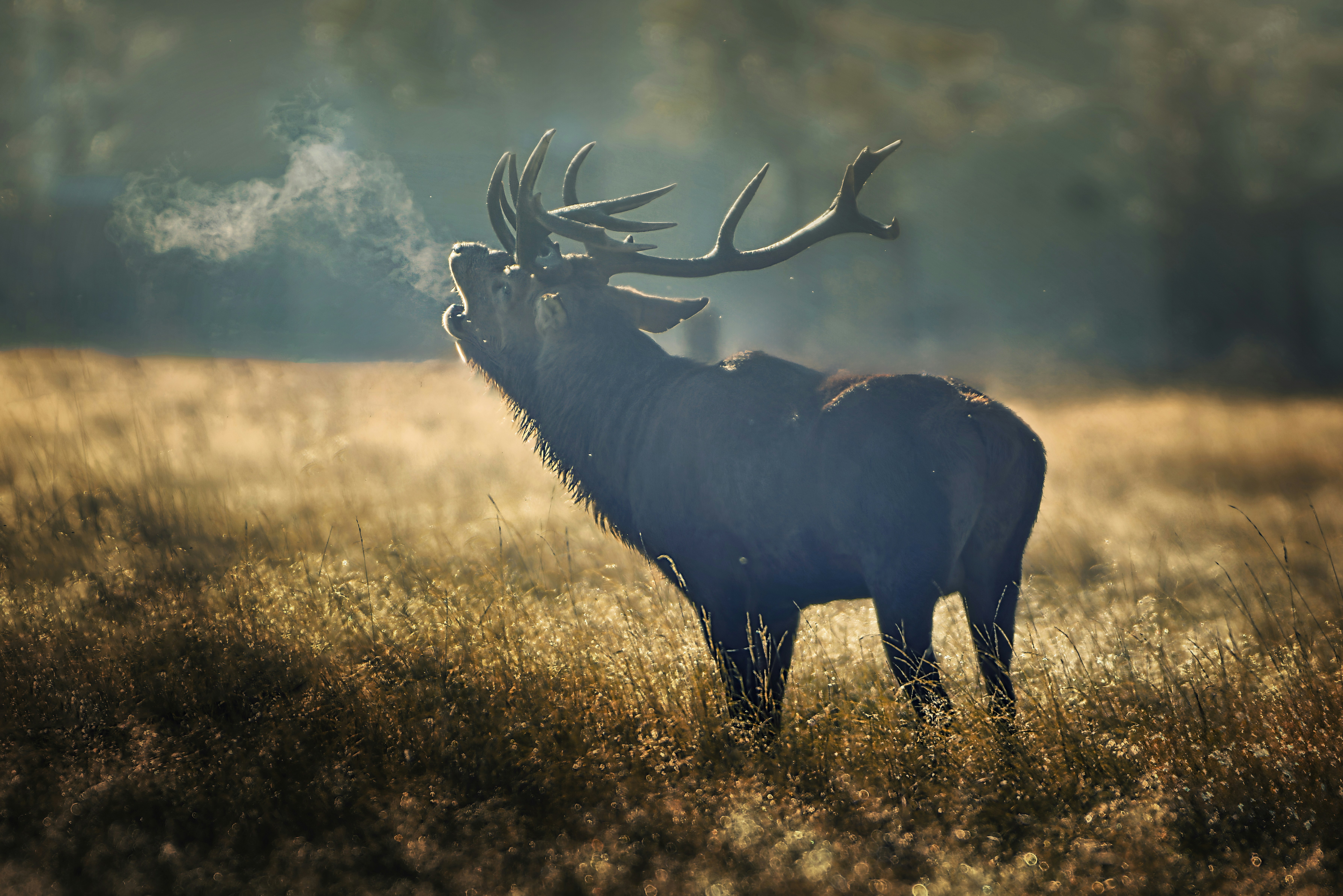 Majestic Stag Against the Sunlit Field