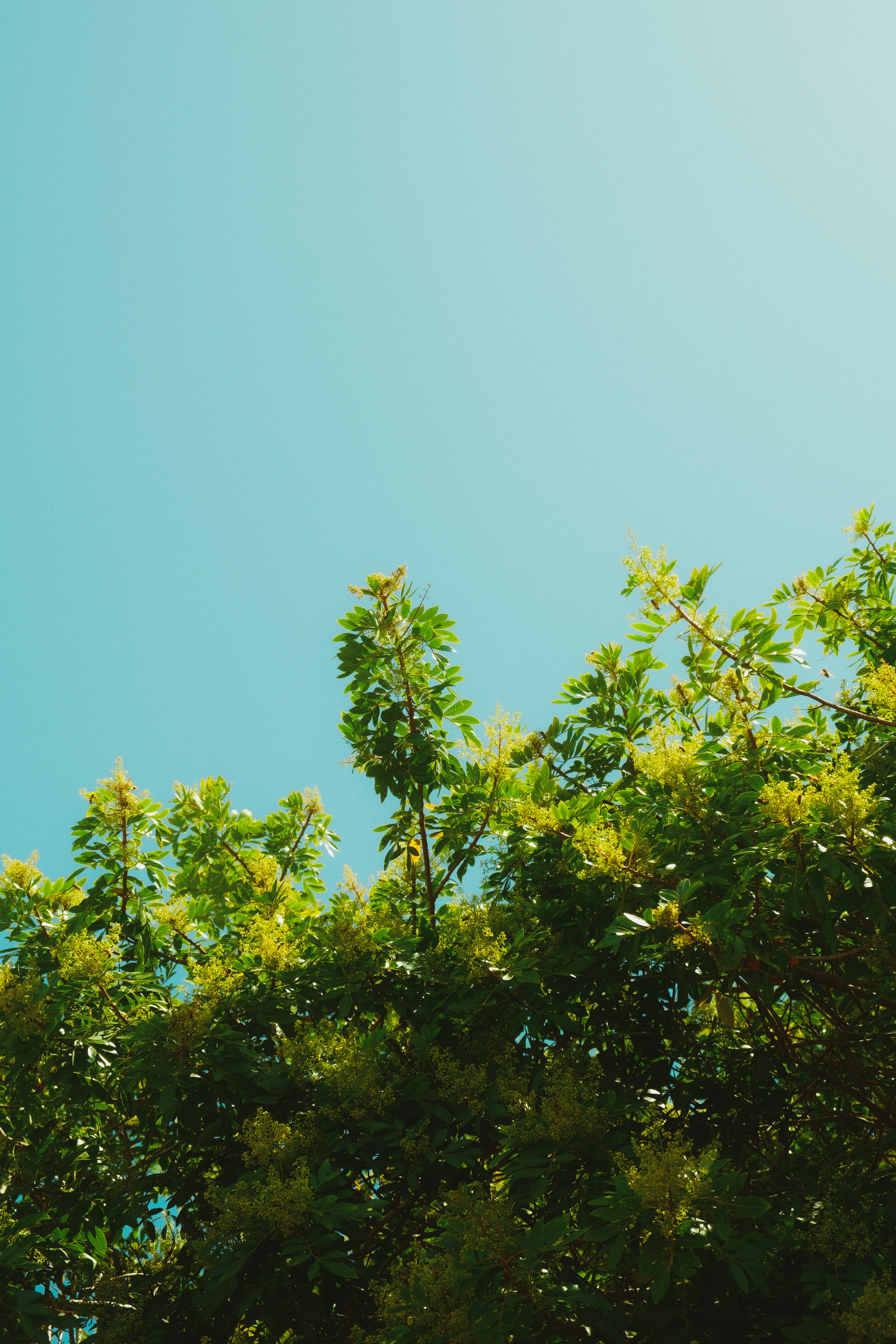 Sunlit Canopy: A Rooftop of Green Against Cerulean Sky