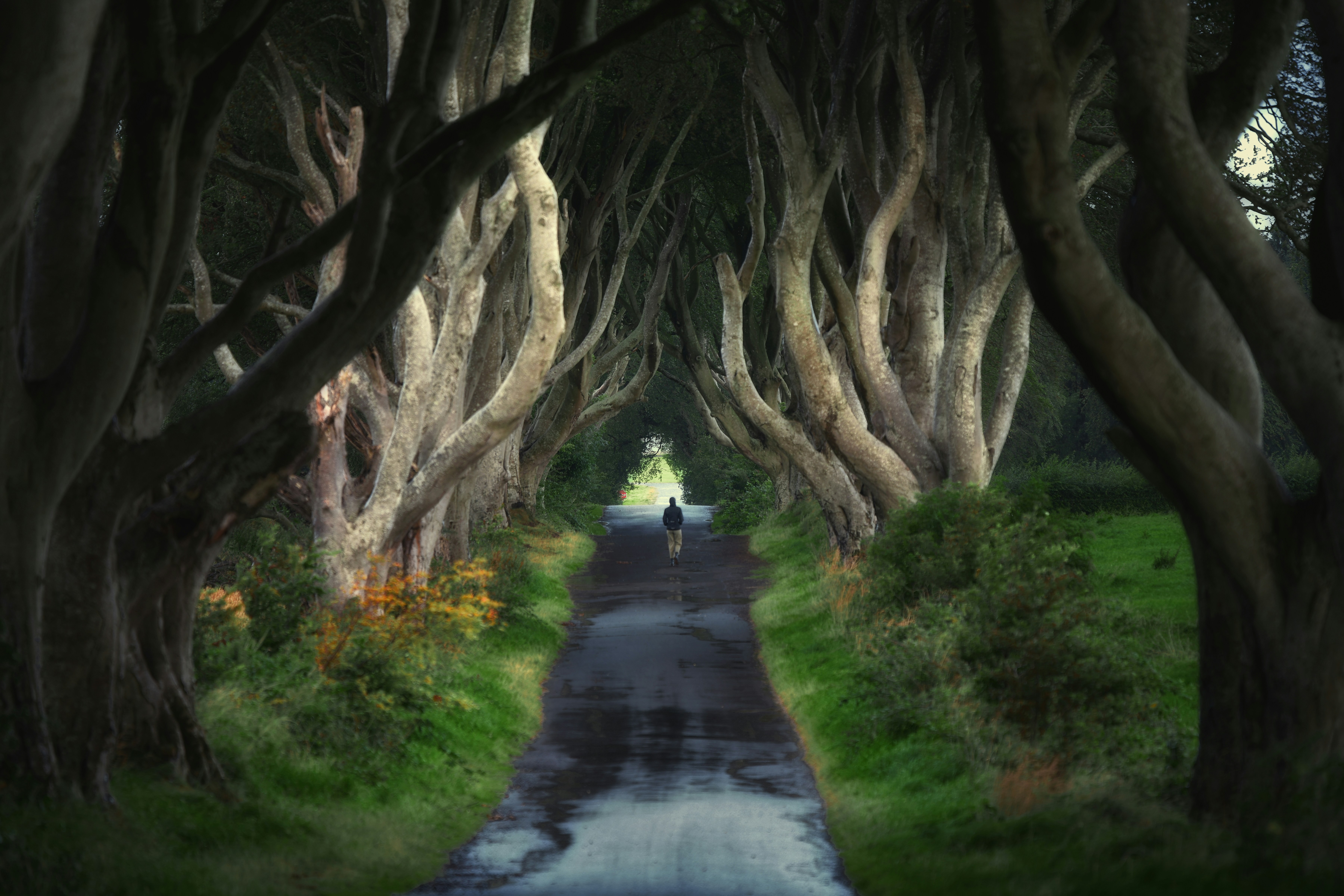 Aawned Avenue: The Tunnel of Trees