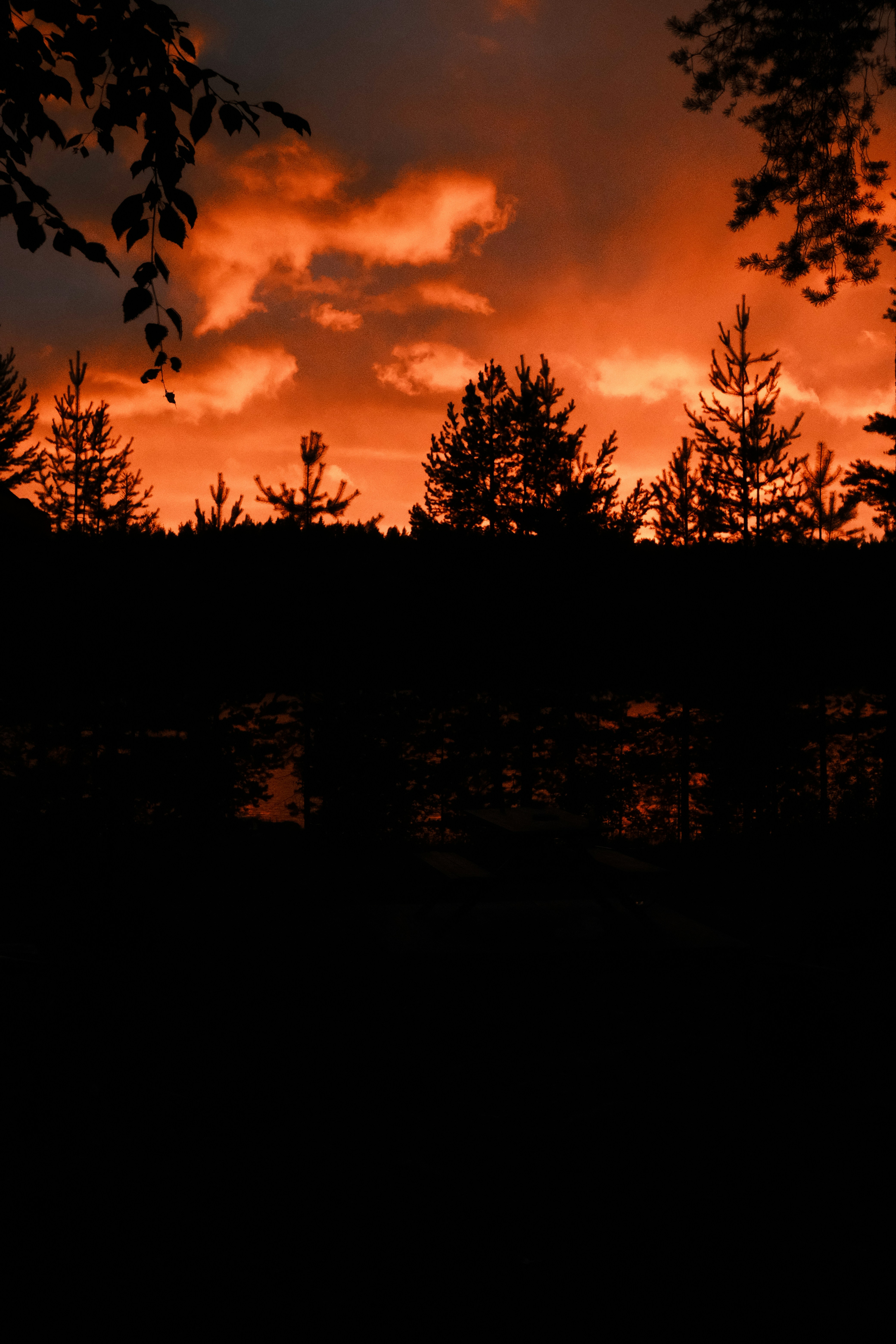 Fiery Horizon: silhouettes of pines against a burning sunset