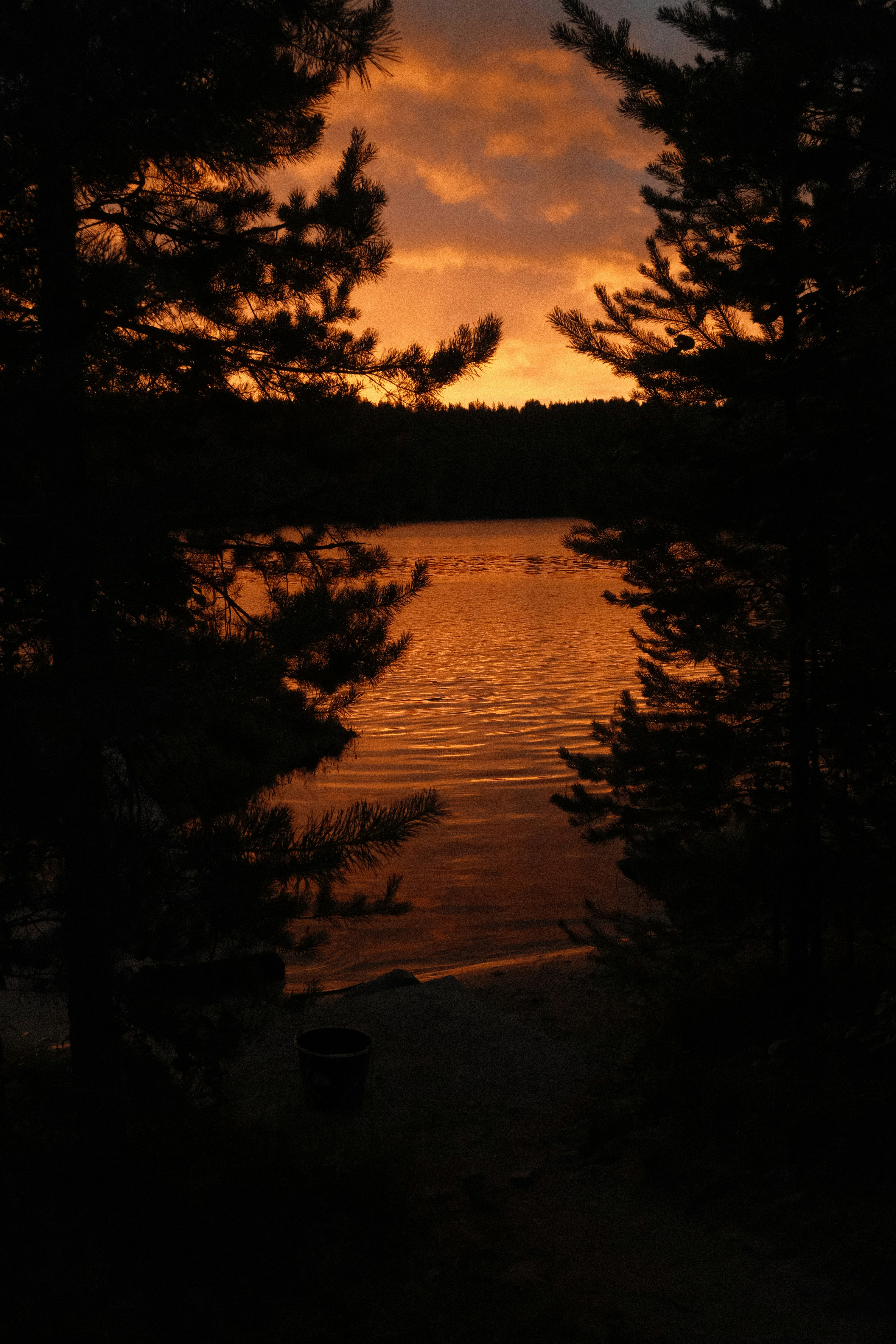 Cove at Sunset: Fire within the Pines