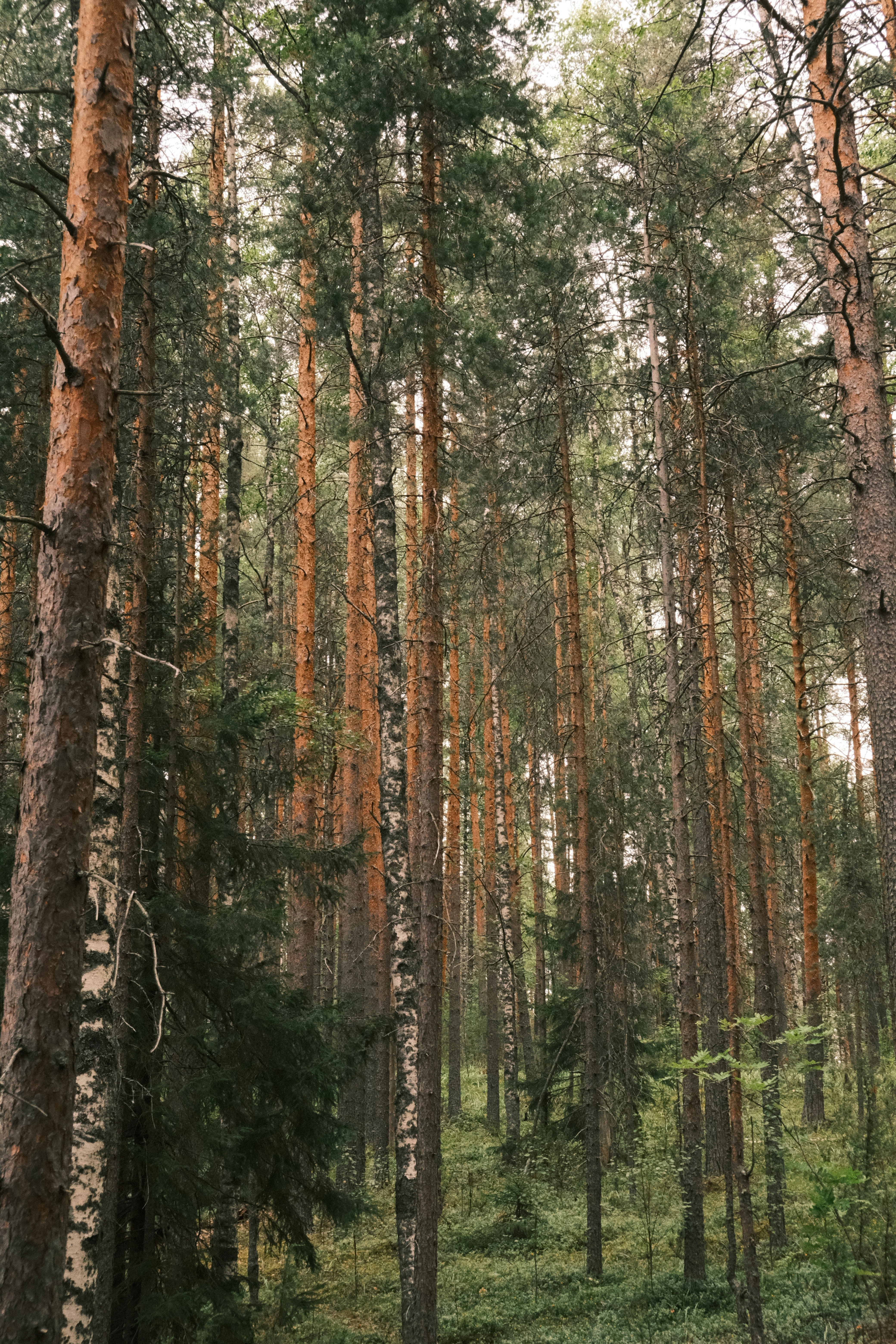 Forest Cathedral: Pines Reaching Toward Dappled Light