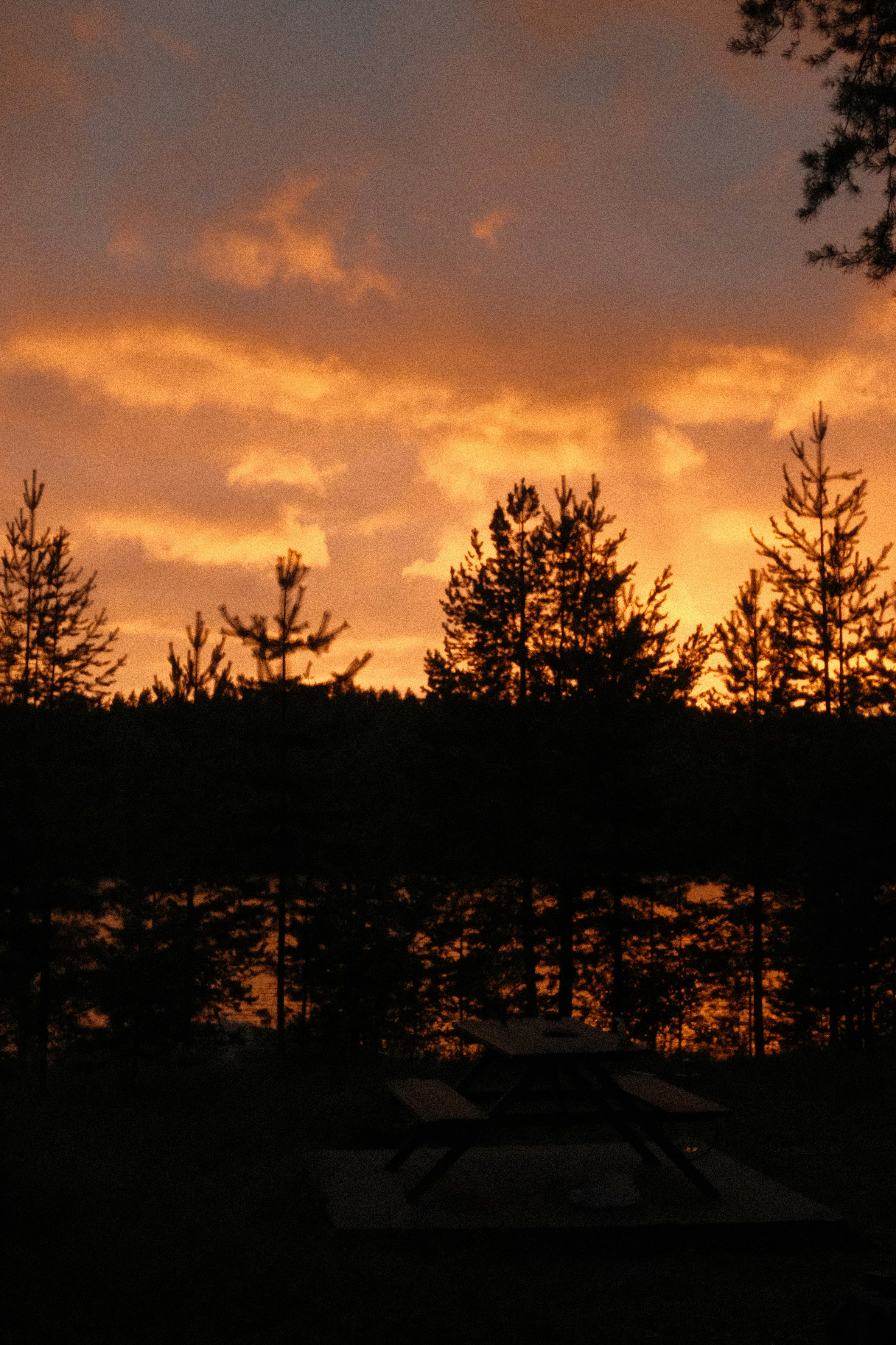 Golden Silhouette: Pine Trees Against a Fiery Sunset