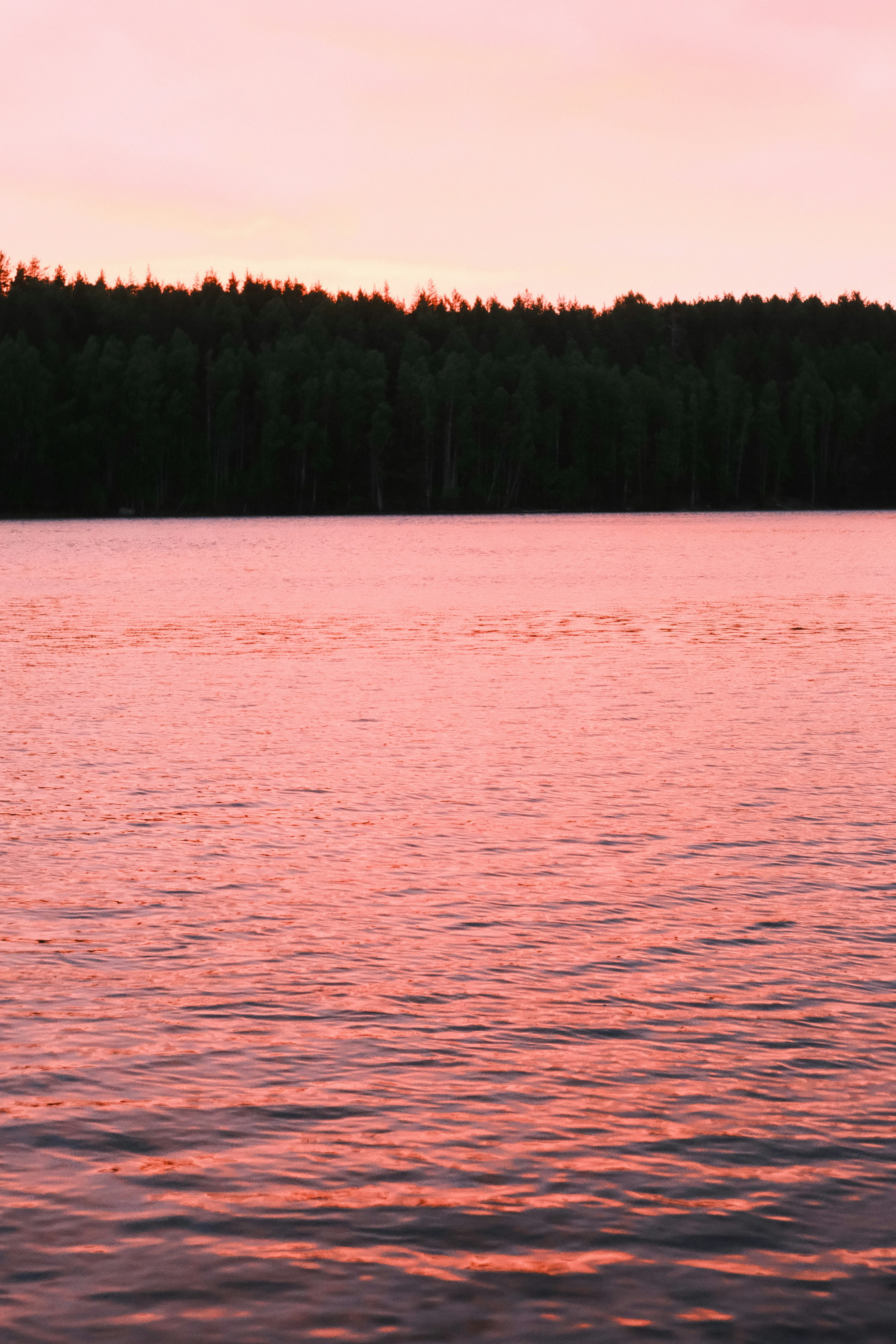 Pink Dawn Over Calm Lake: A Silhouette of Pines