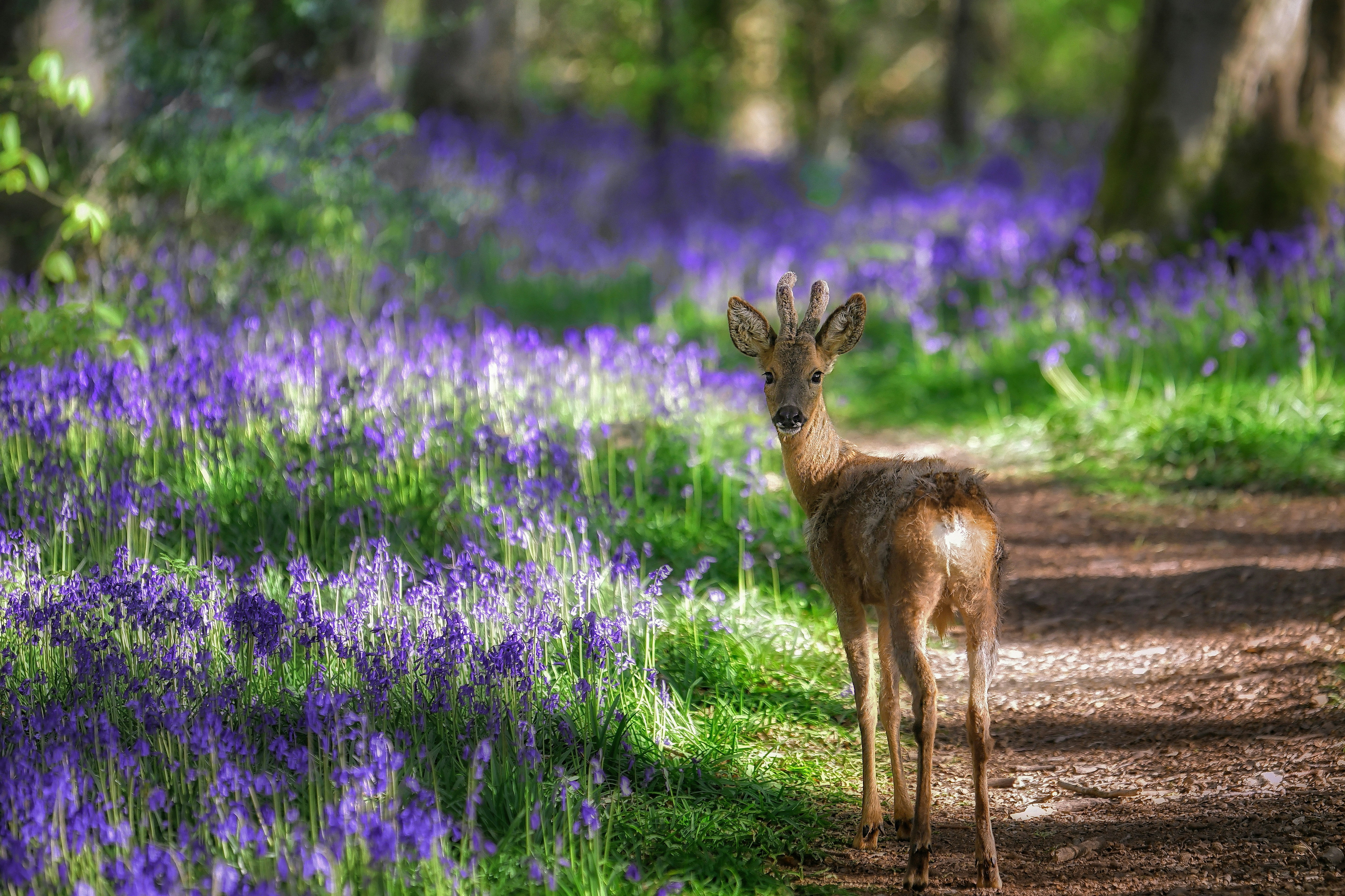 Stag in a Violet carpet: a deer pauses along a sunlit woodland path