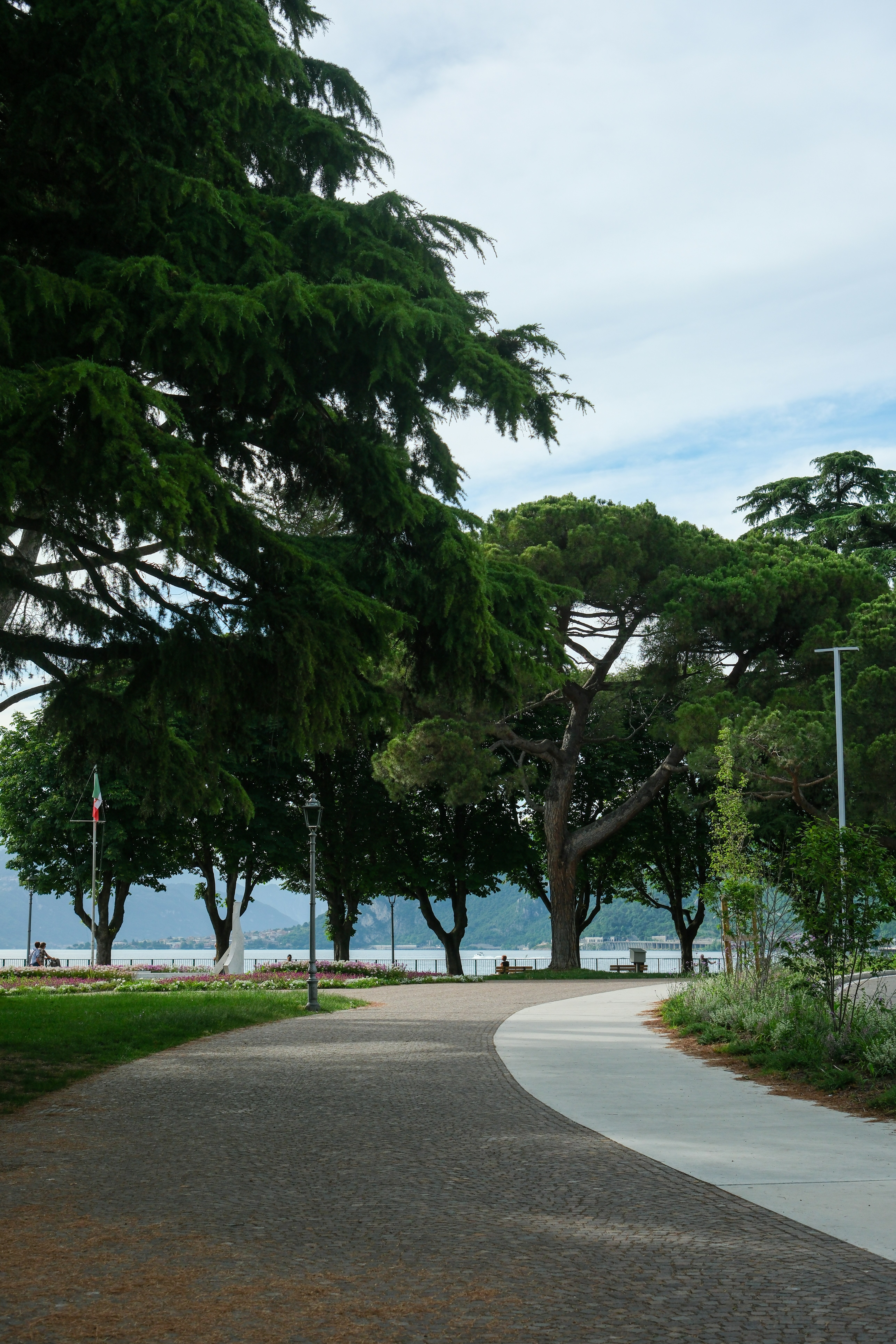Coastal Park Promenade Framed by Tall Pines