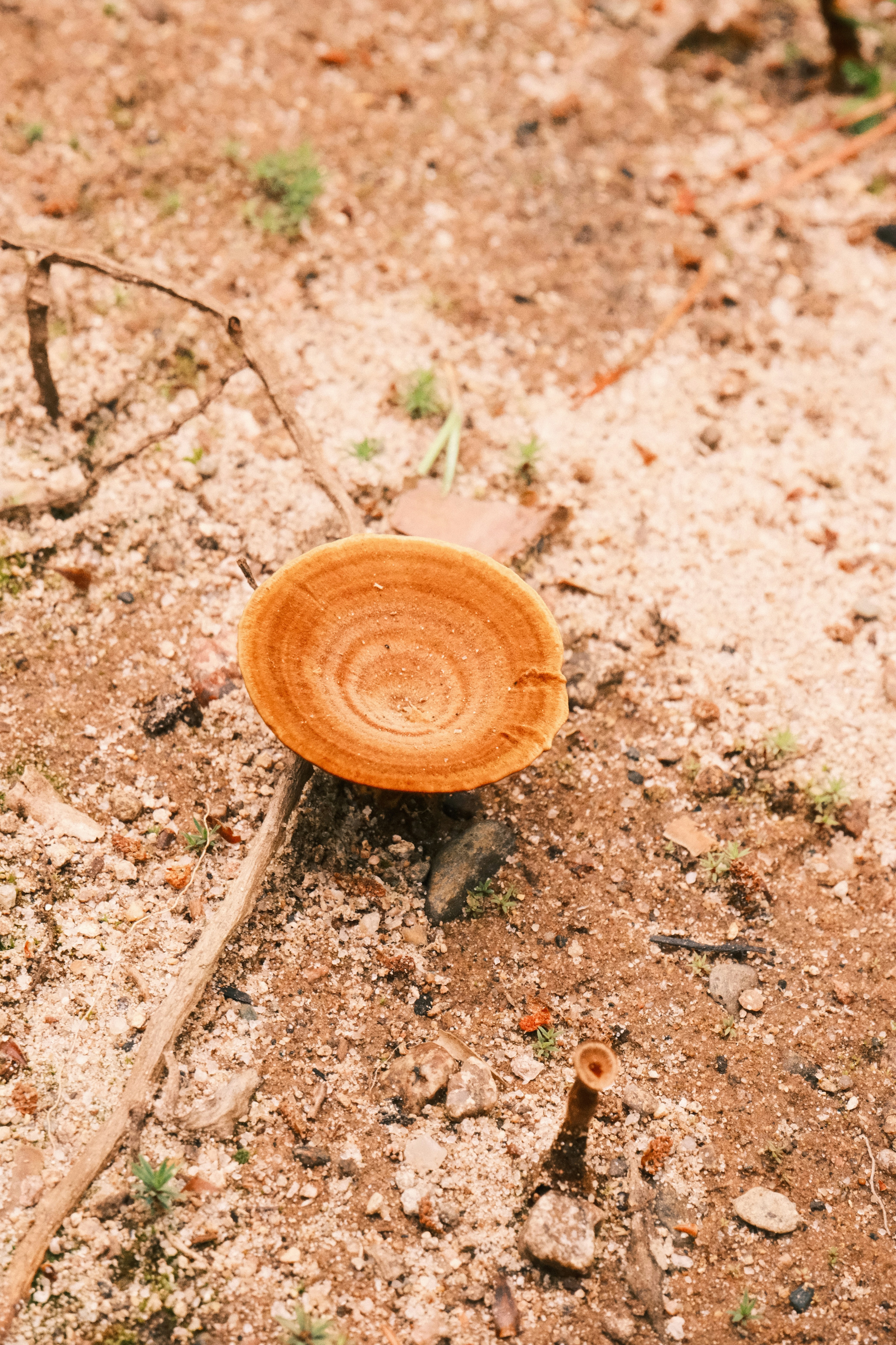 Cross-section of a tiny woodland stump: concentric rings and sandy floor