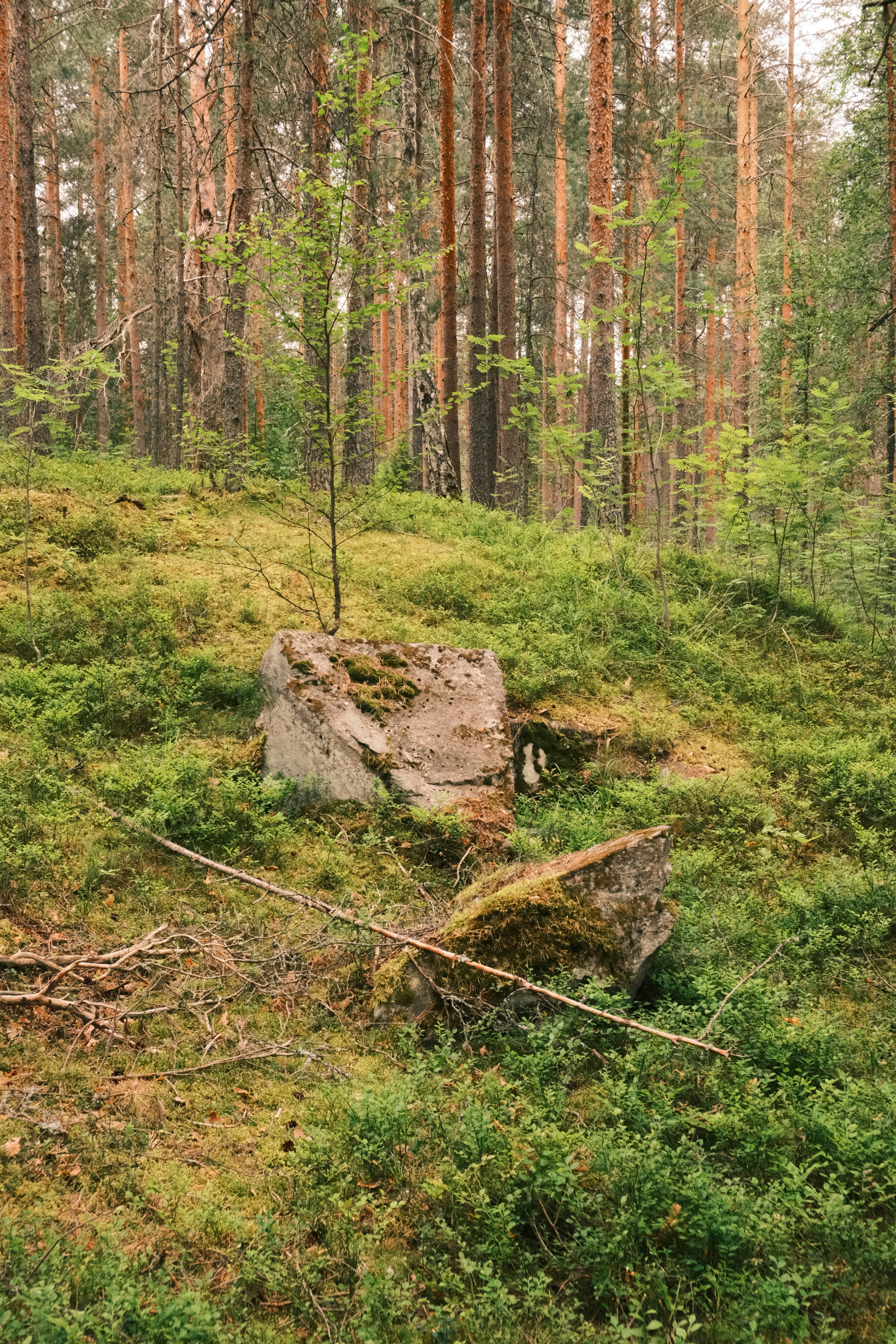 Forest Tablet: Mossy Stones and Quiet Pines