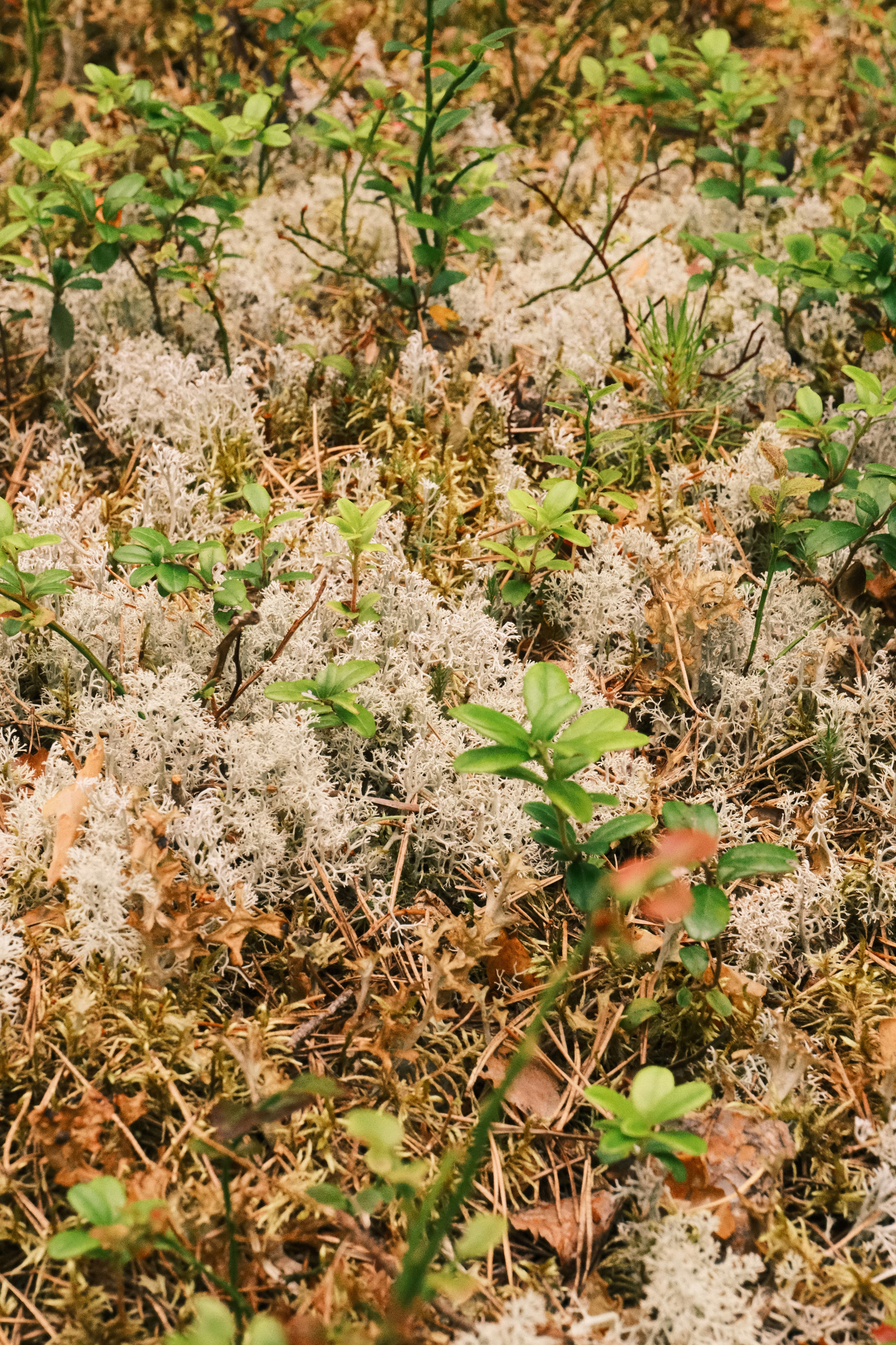 Soft Foliage Carpet: Moss, Shrubs, and Green Sprigs in Dappled Light