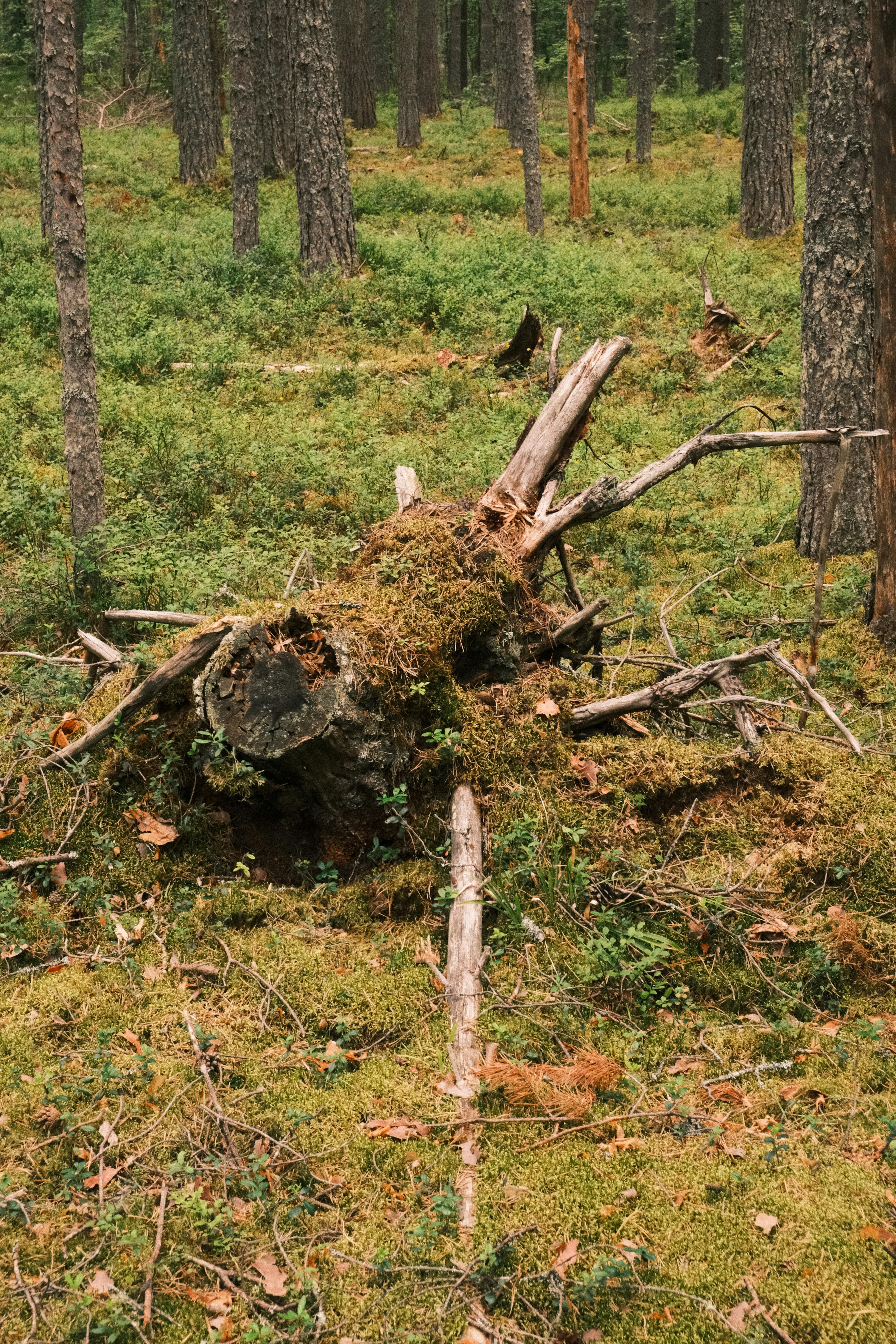 Fallen Tall: Mossy Drift and Tree Remnants in a Quiet Pine Forest