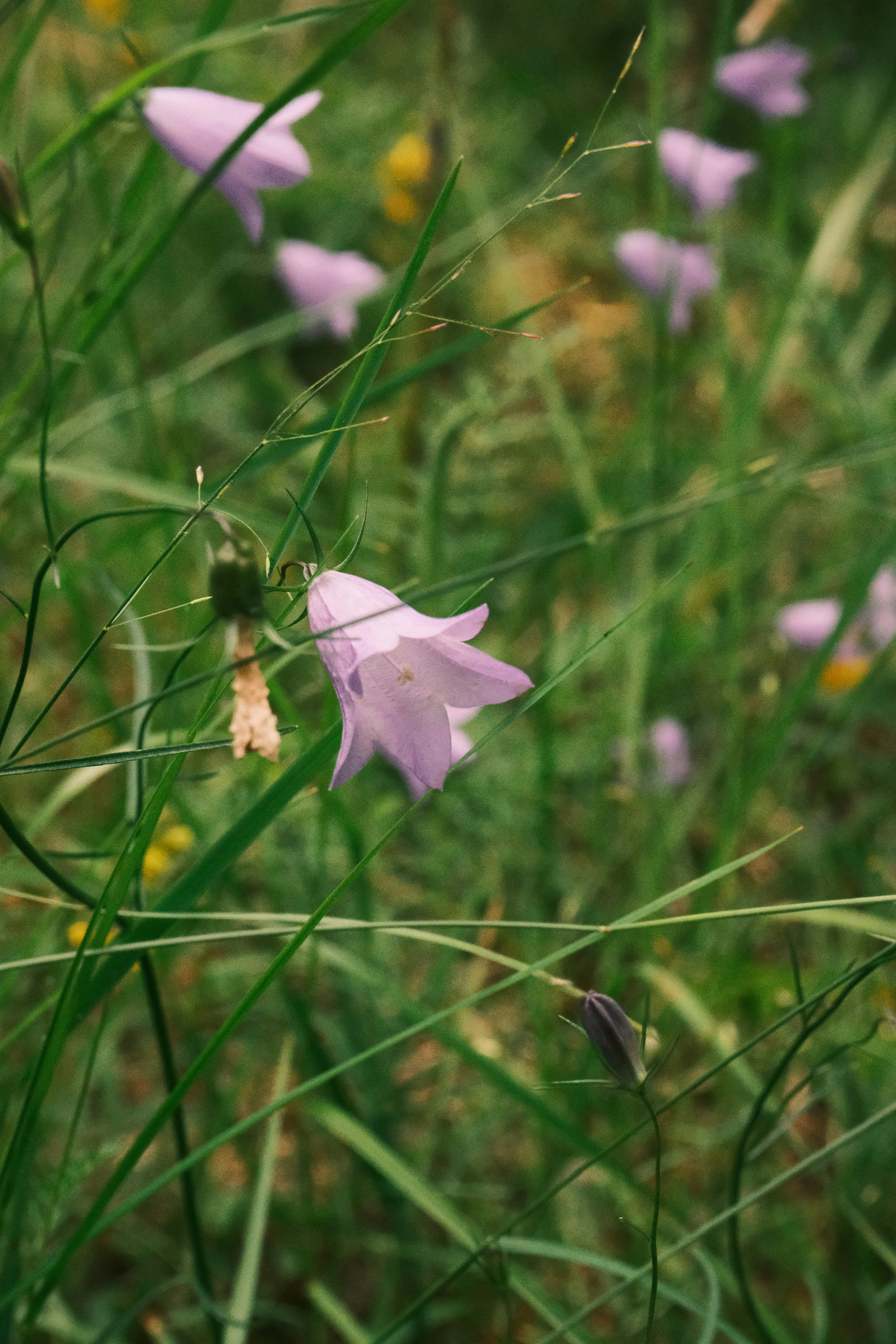 Lavender Bellflower Amid Green Tangles