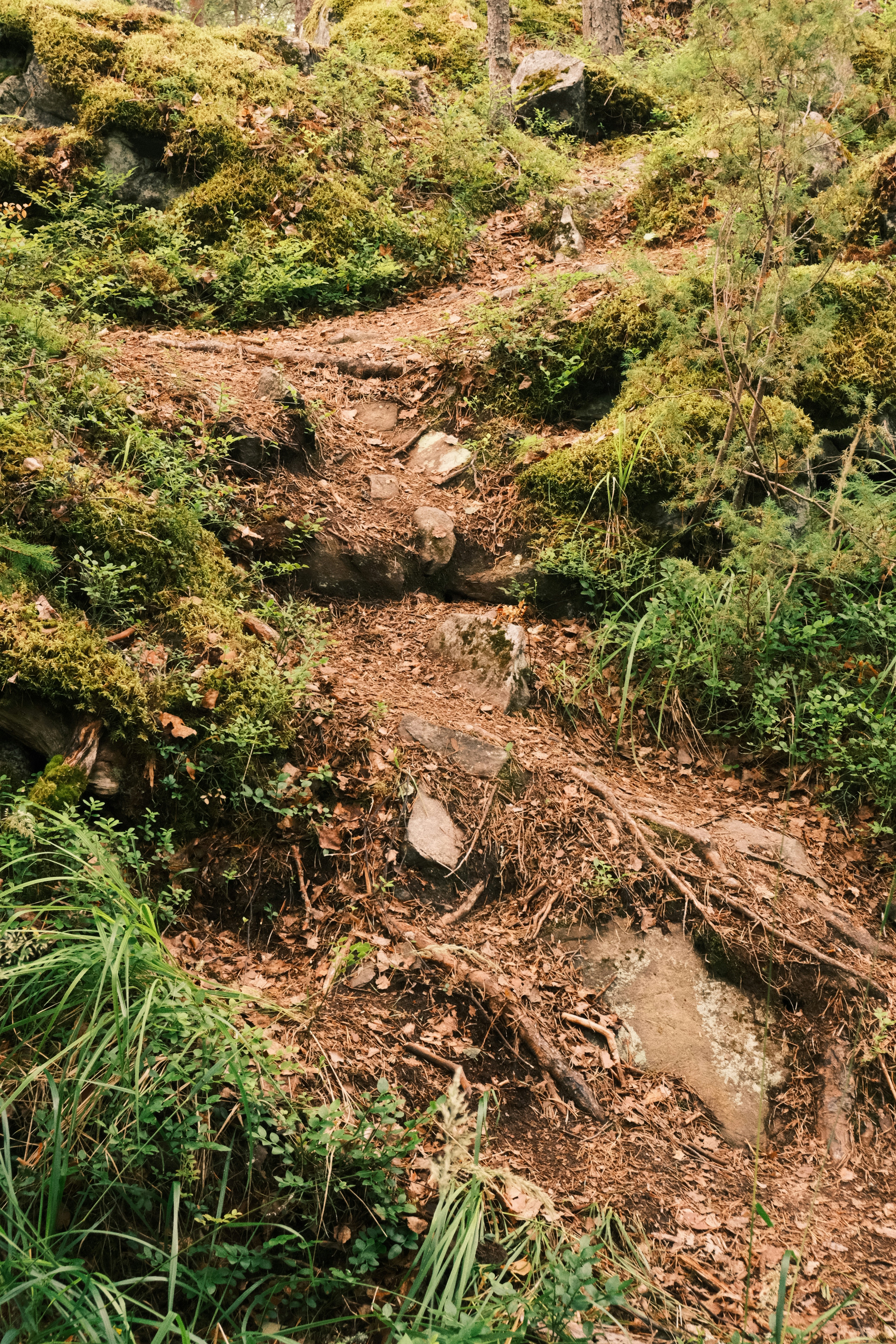 Rugged Trail Tangle: Mossy Cliffs and Earthbound Steps